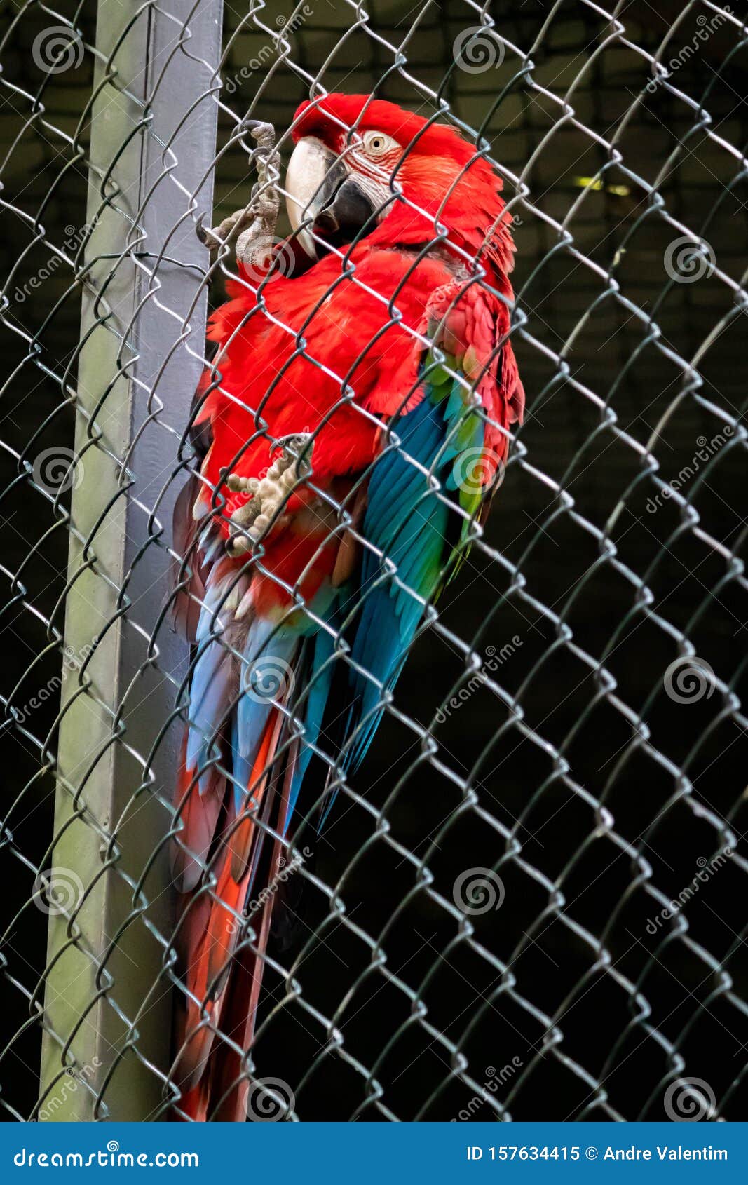 Red macaw with sad look stock image. Image of blue, color - 157634415