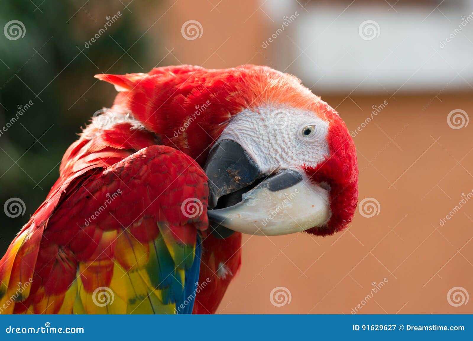 Red Macaw scratching stock image. Image of large, animal - 91629627