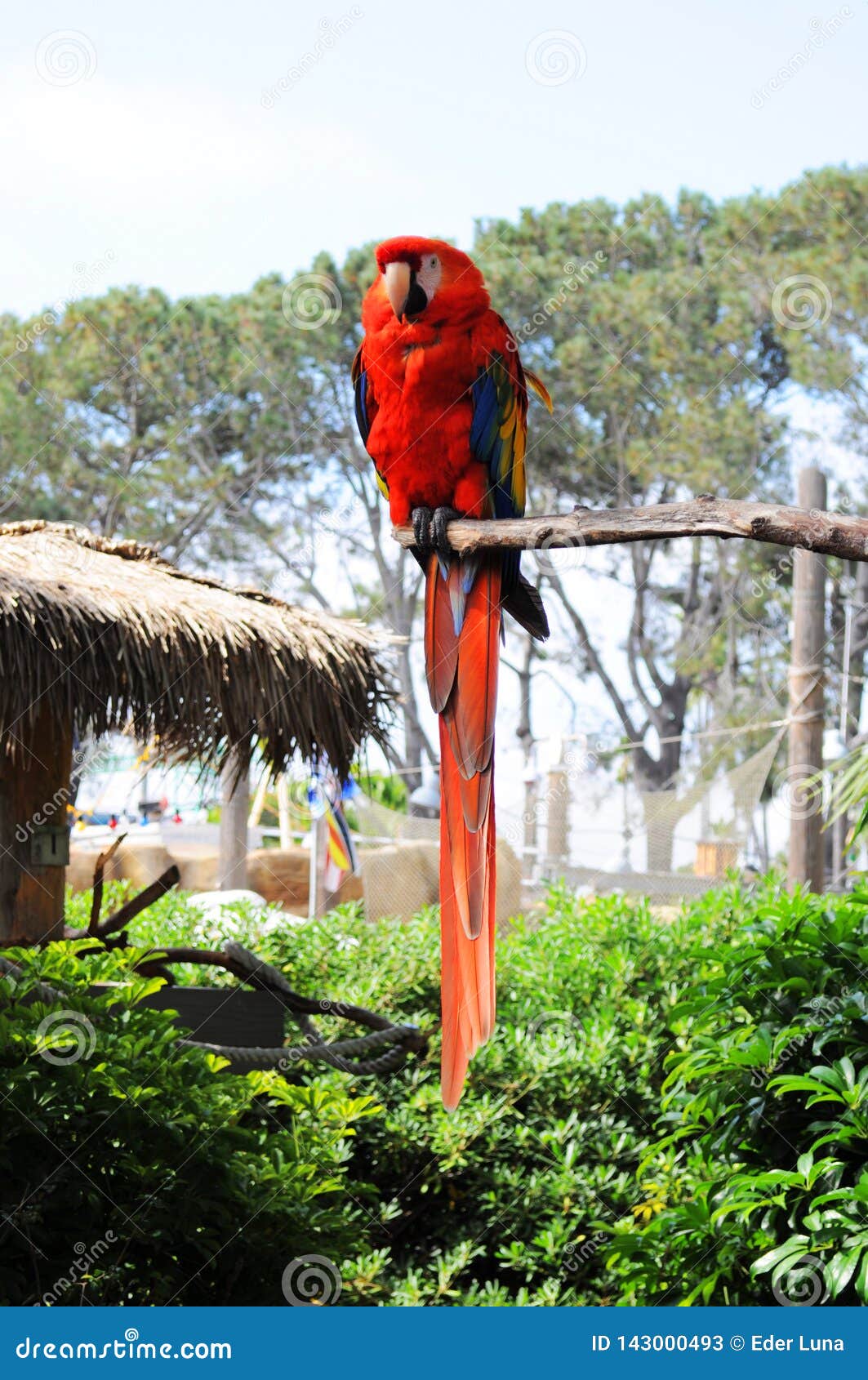 Red Macaw Standing in a Branch Stock Image - Image of branch, central ...