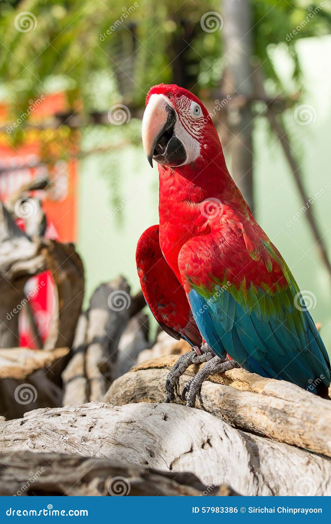 Red macaw stock photo. Image of beak, blue, wildlife - 57983386