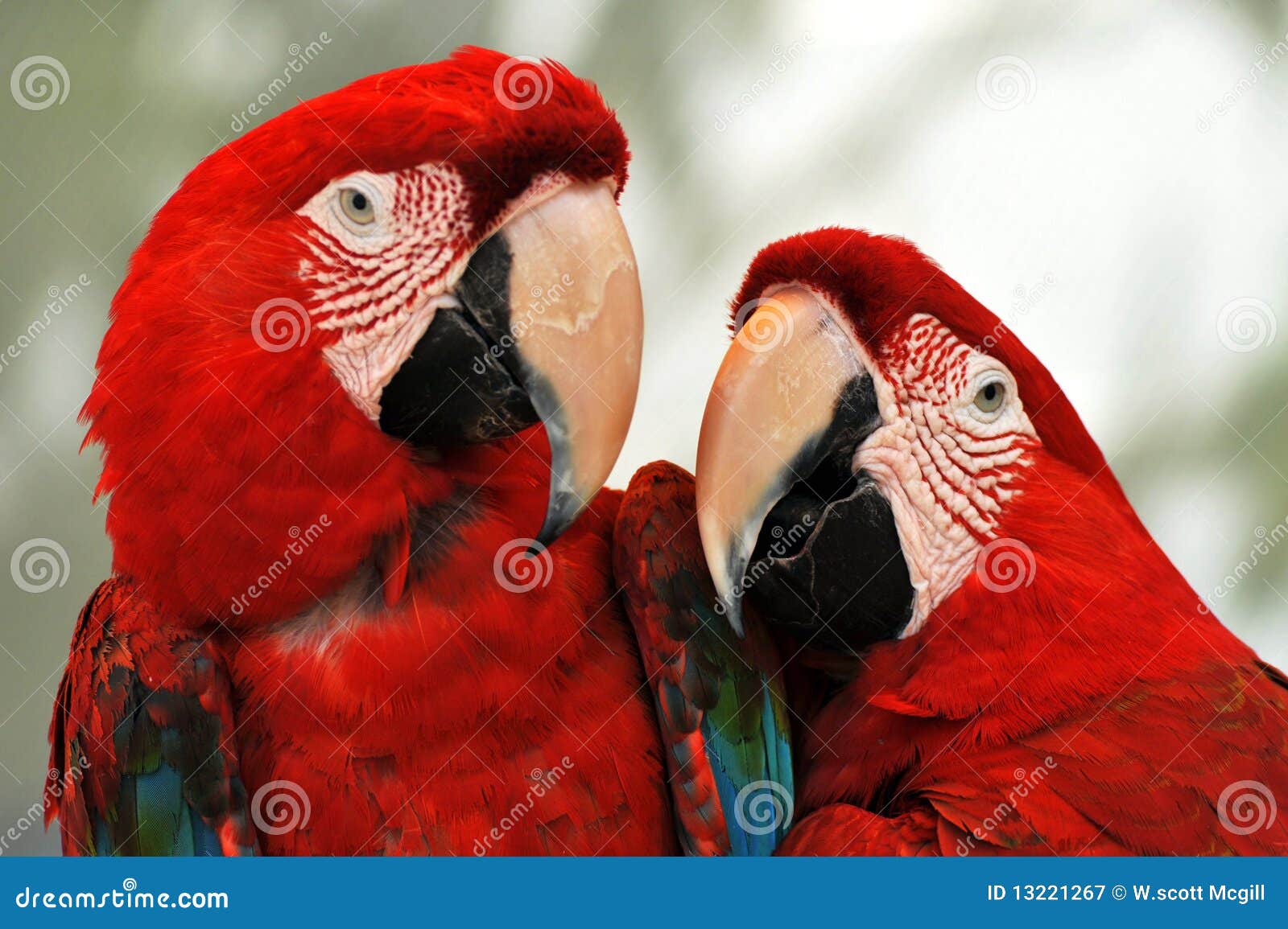 Red macaws stock image. Image of pair, horizontal, face - 13221267