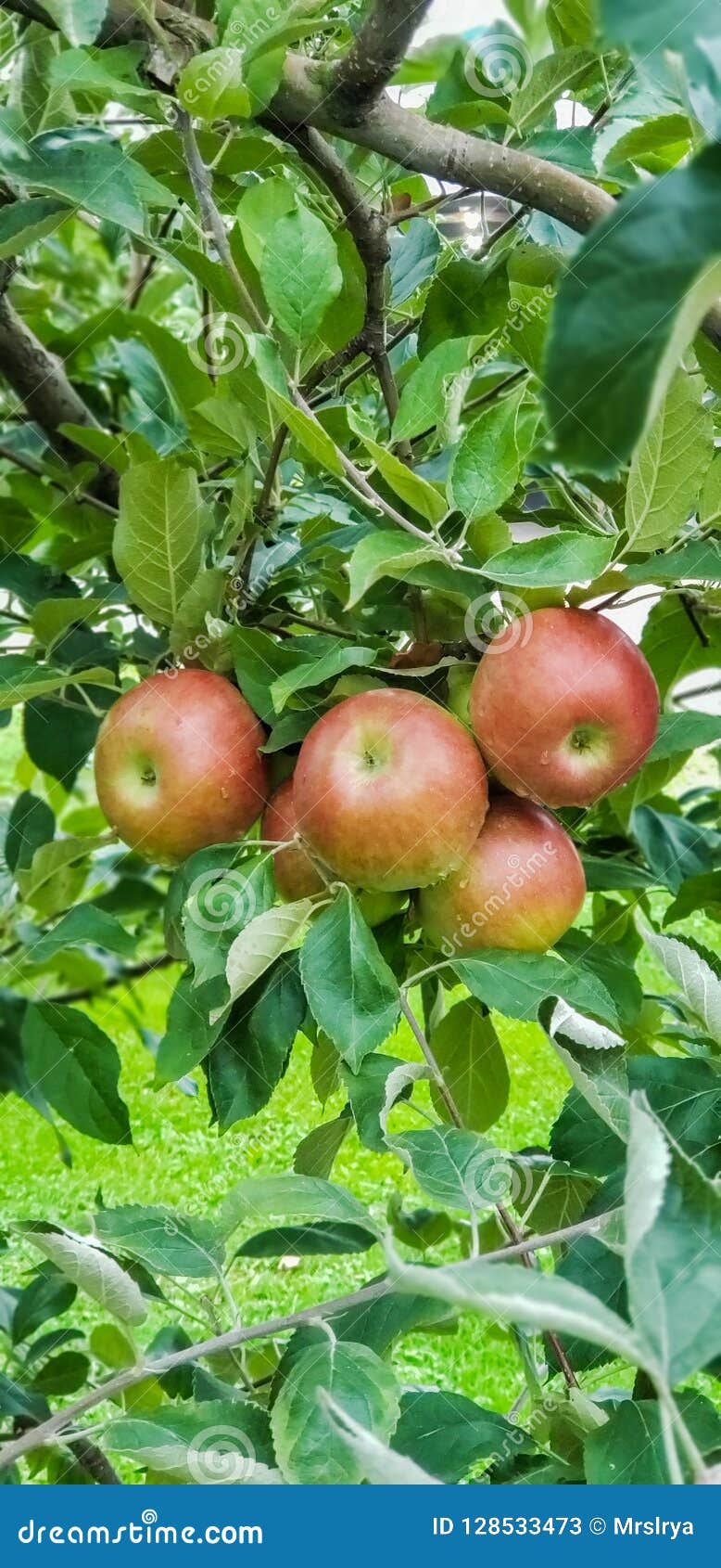 Red apple tree in Ohio stock image. Image of trees, natural - 128533473