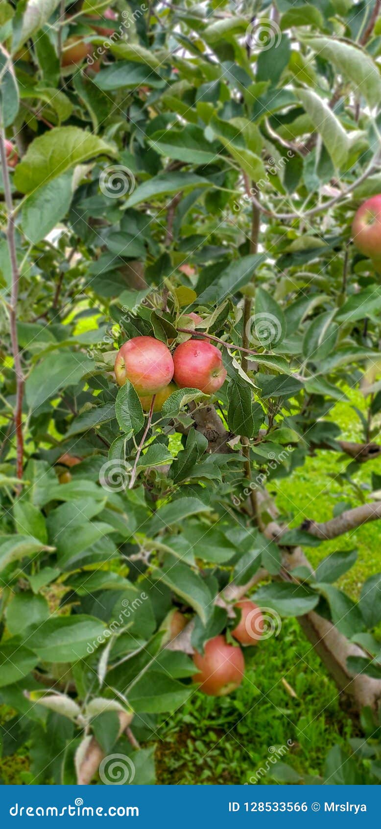 Red apple tree in Ohio stock photo. Image of healthy - 128533566