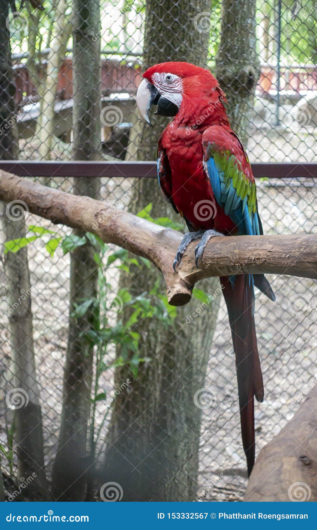 Red macore bird in zoo stock image. Image of green, animal - 153332567