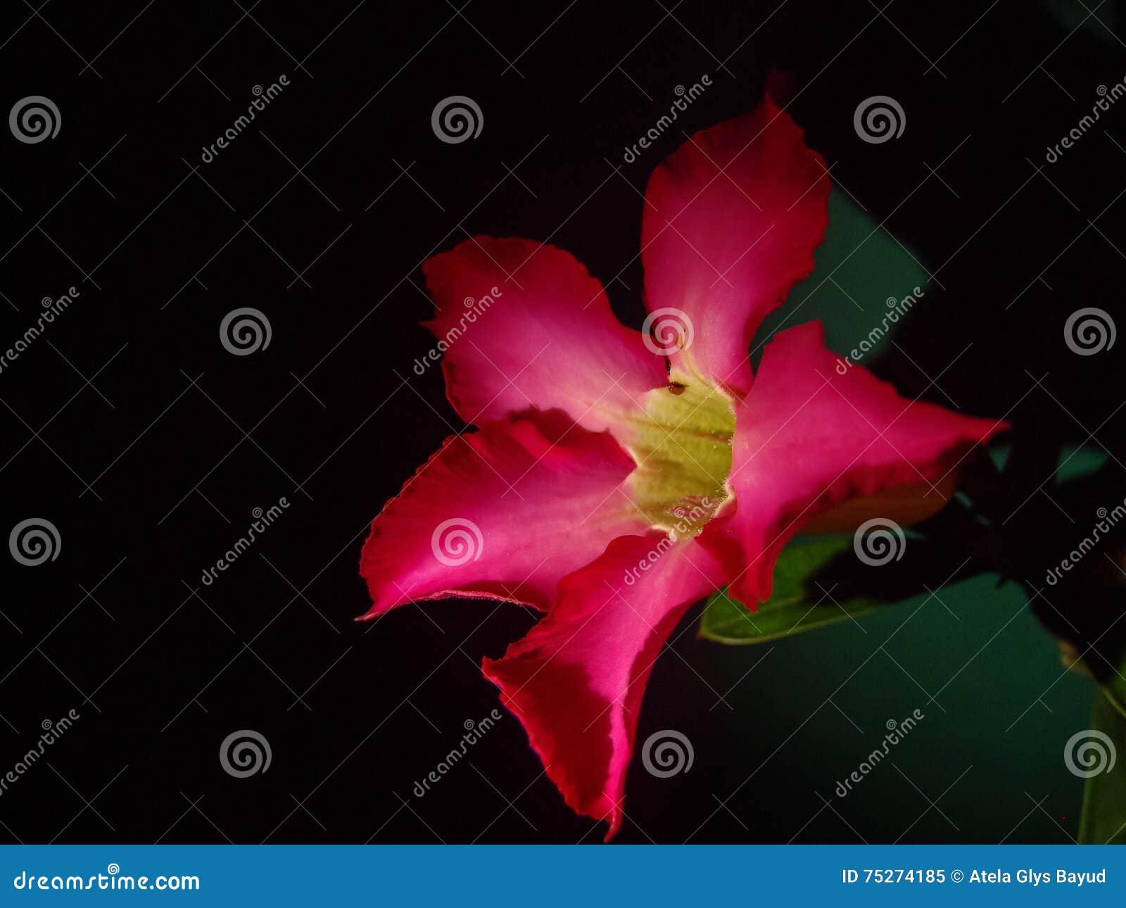 Red stock image. Image of macro, flower, beauty - 75274185