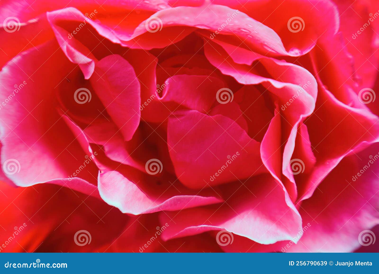 Red Macro Texture of Flowers for Background Stock Image - Image of ...