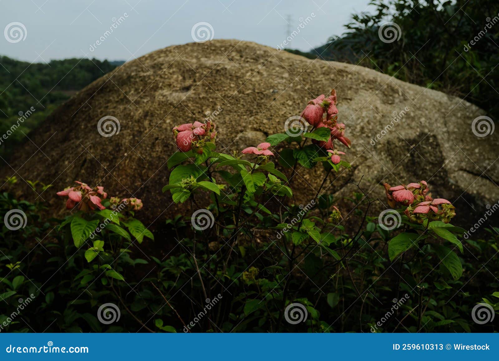 Red Madder Flowers Growing by Small Mound in the Forest Stock Image ...