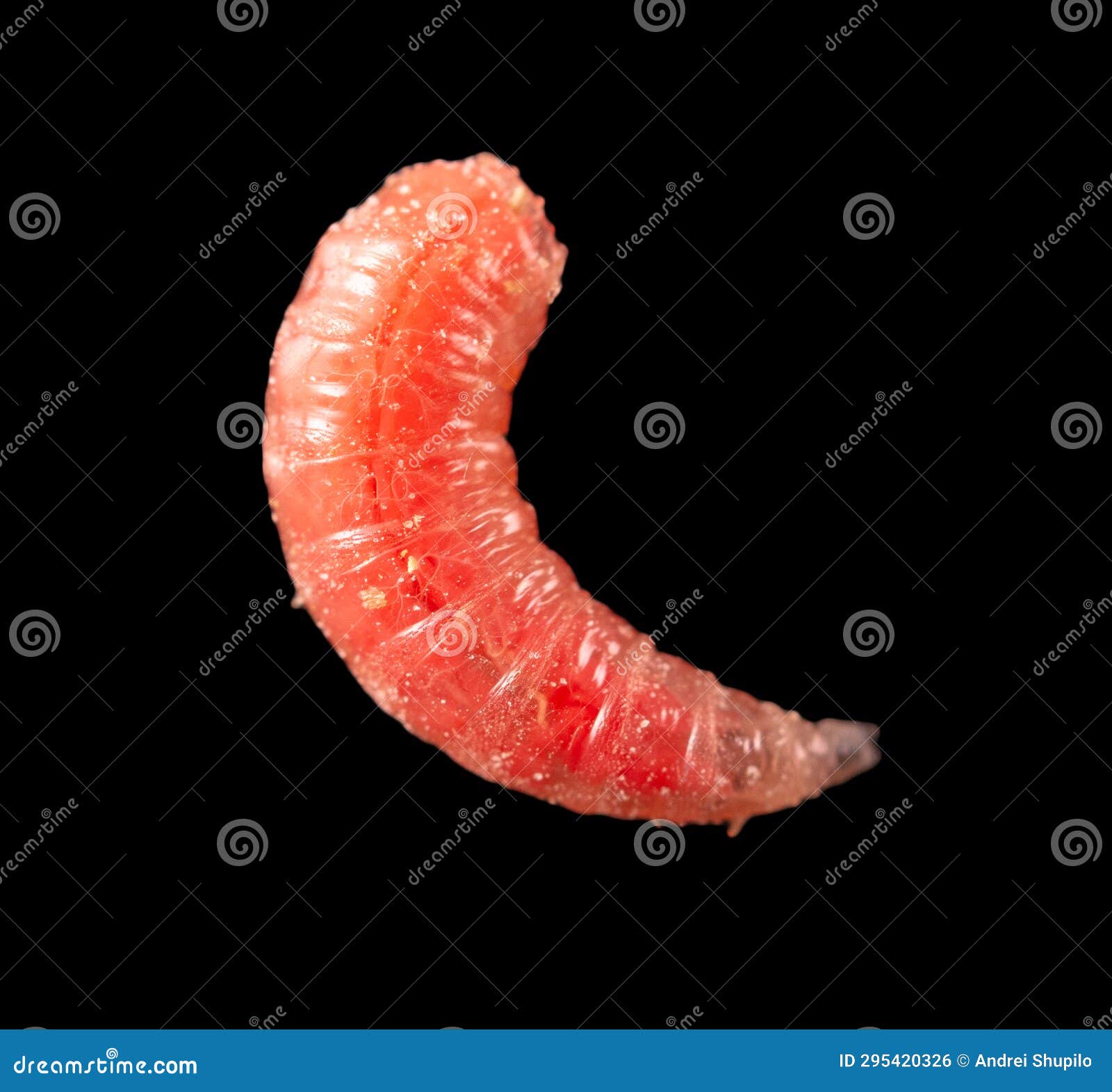 Red Maggot Isolated on Black Background. Macro Stock Photo - Image of ...