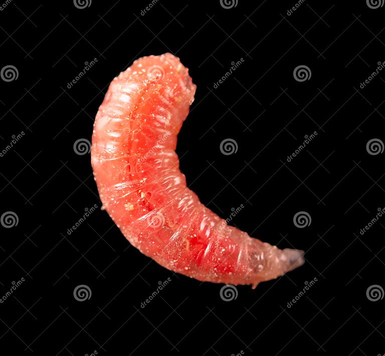 Red Maggot Isolated on Black Background. Macro Stock Photo - Image of ...