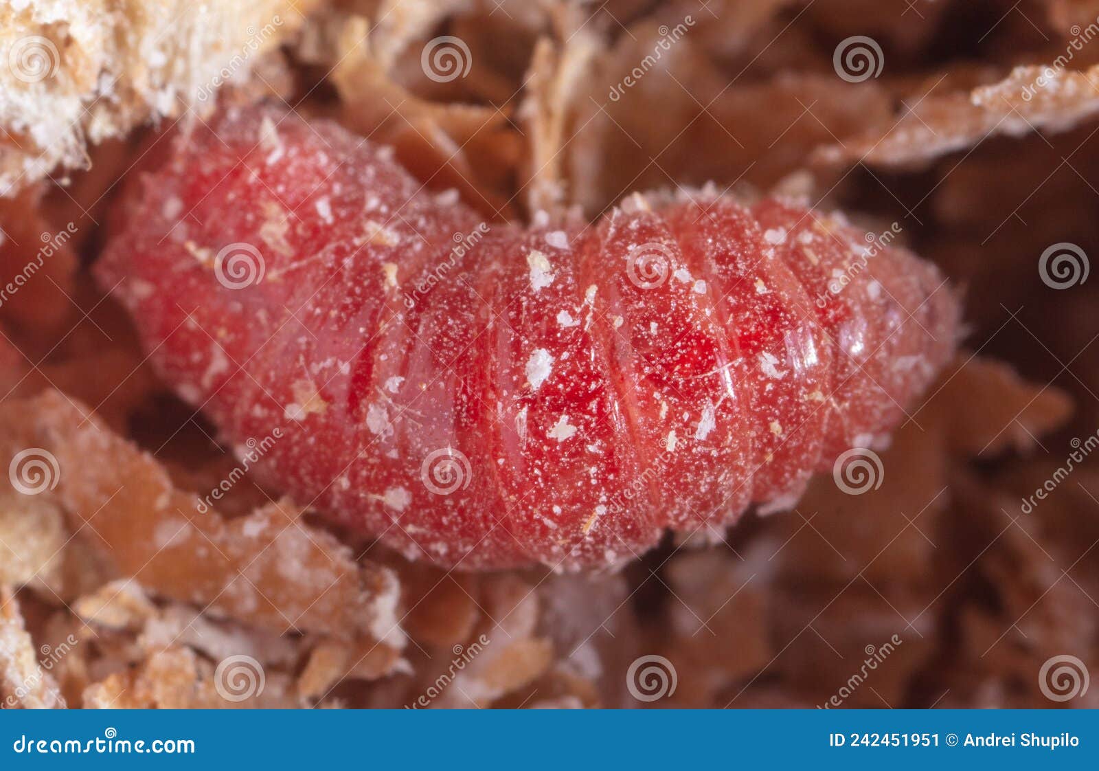 Red Maggot Worms in Sawdust. Stock Image - Image of white, larvae ...