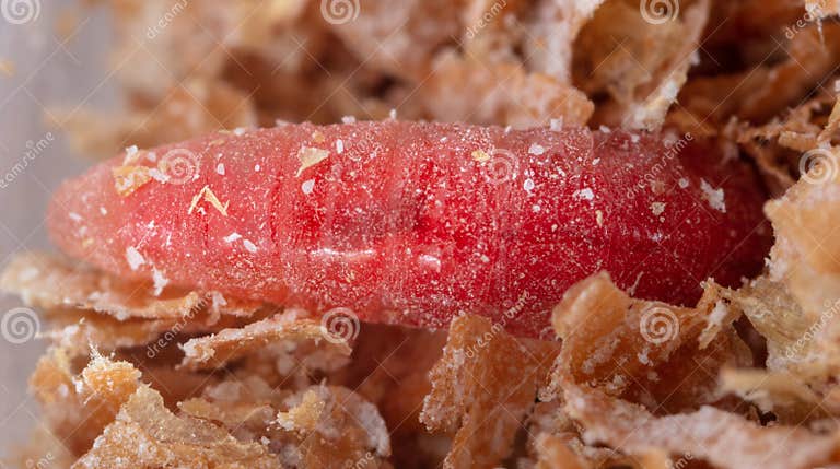 Red Maggot Worms in Sawdust. Stock Image - Image of animal, animals ...