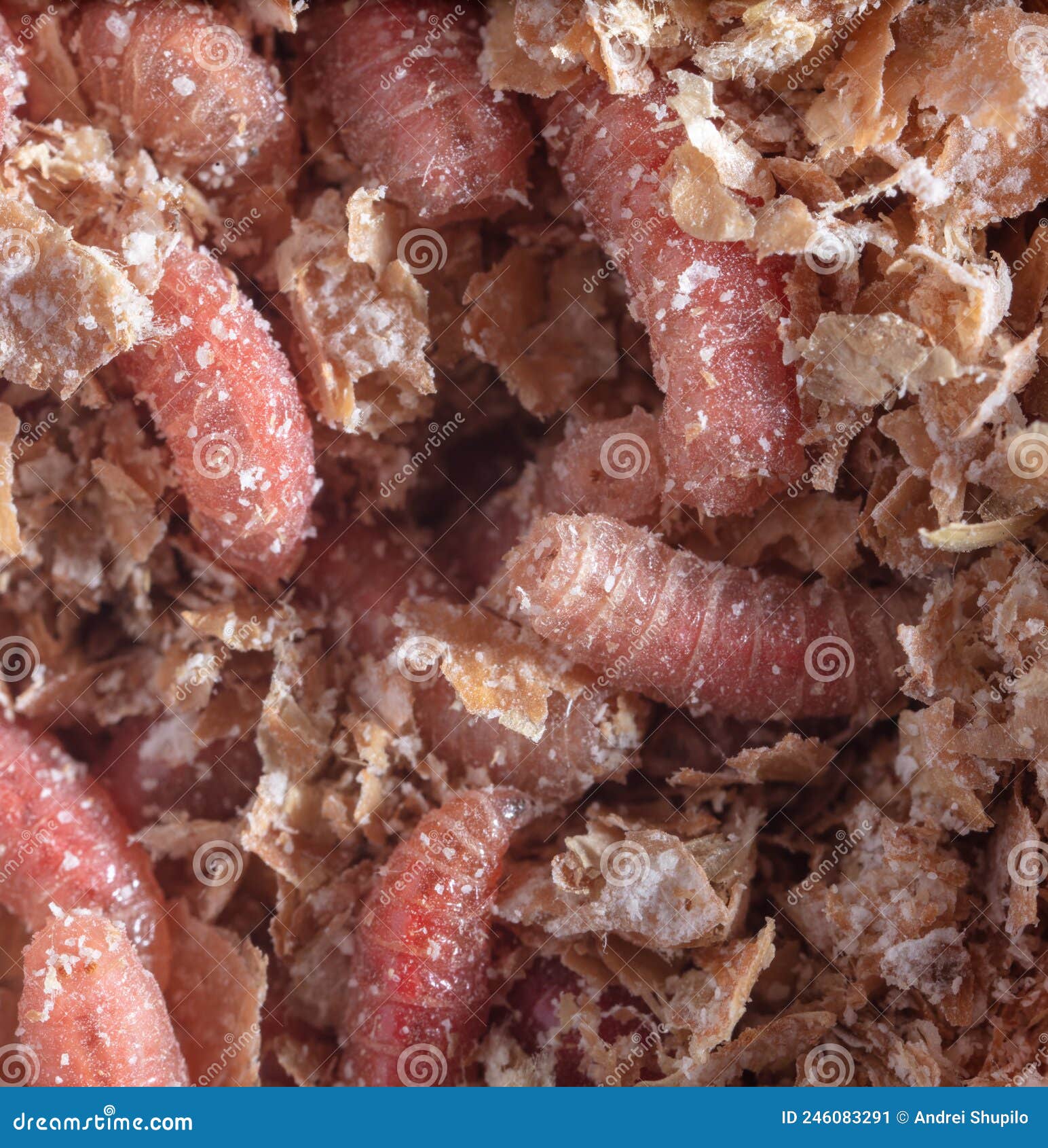 Red Maggot Worms in Sawdust. Stock Image - Image of food, larva: 246083291