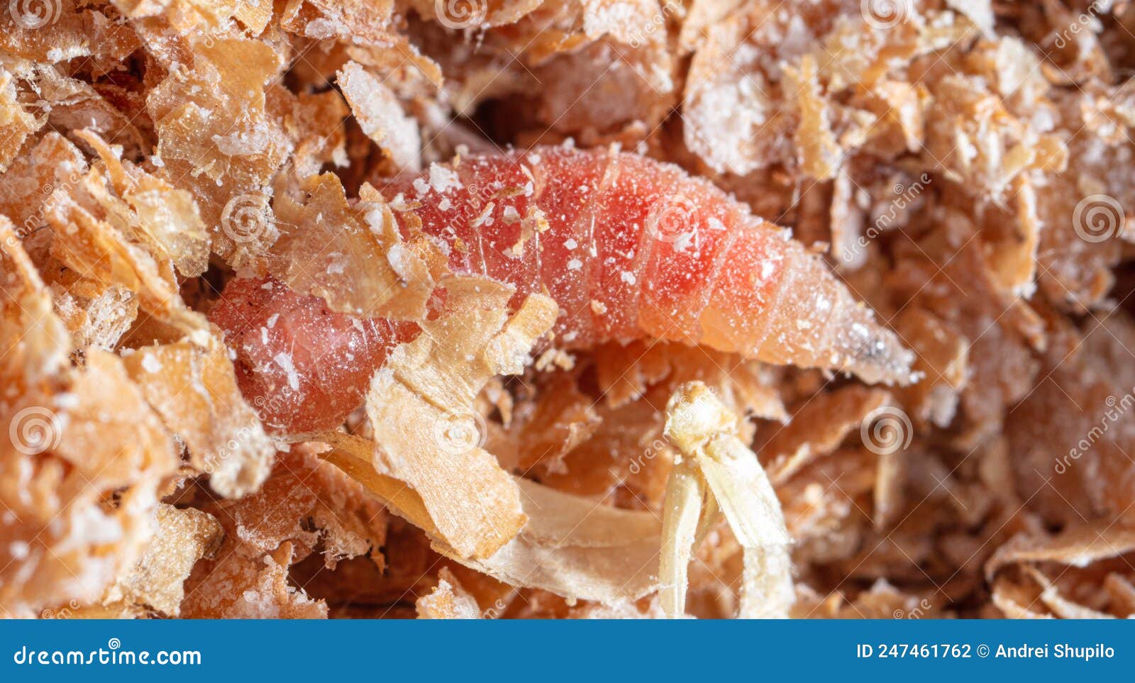 Red Maggot Worms in Sawdust. Stock Photo - Image of nature, fish: 247461762