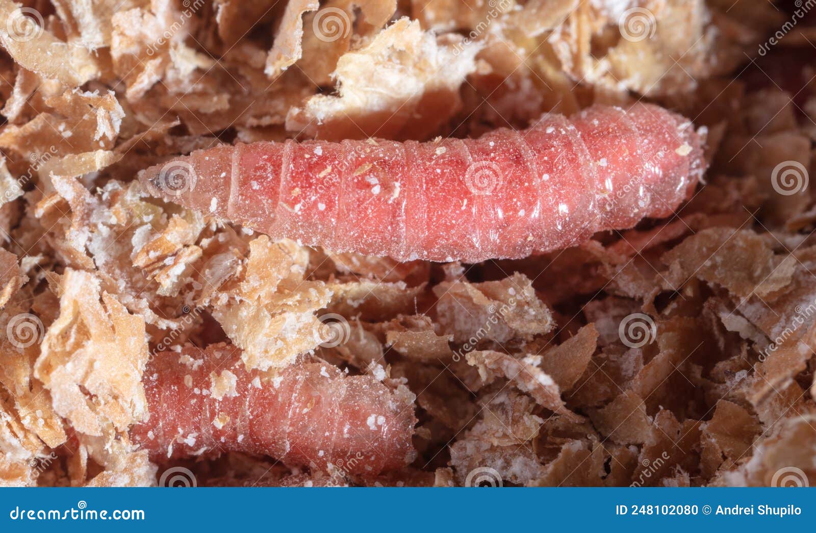 Red Maggot Worms in Sawdust. Stock Photo - Image of small, insect ...