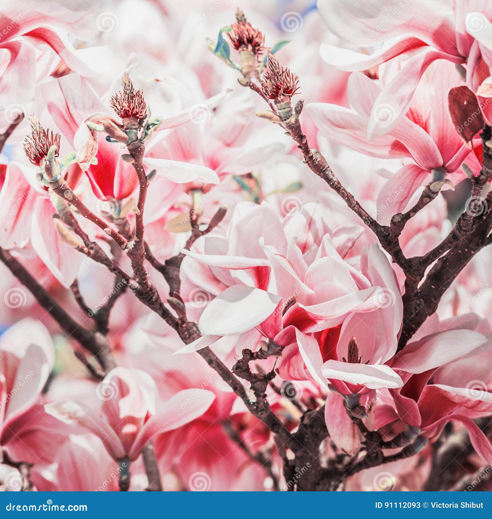 Red Magnolia Blossom on Magnolia Tree Stock Image - Image of park ...