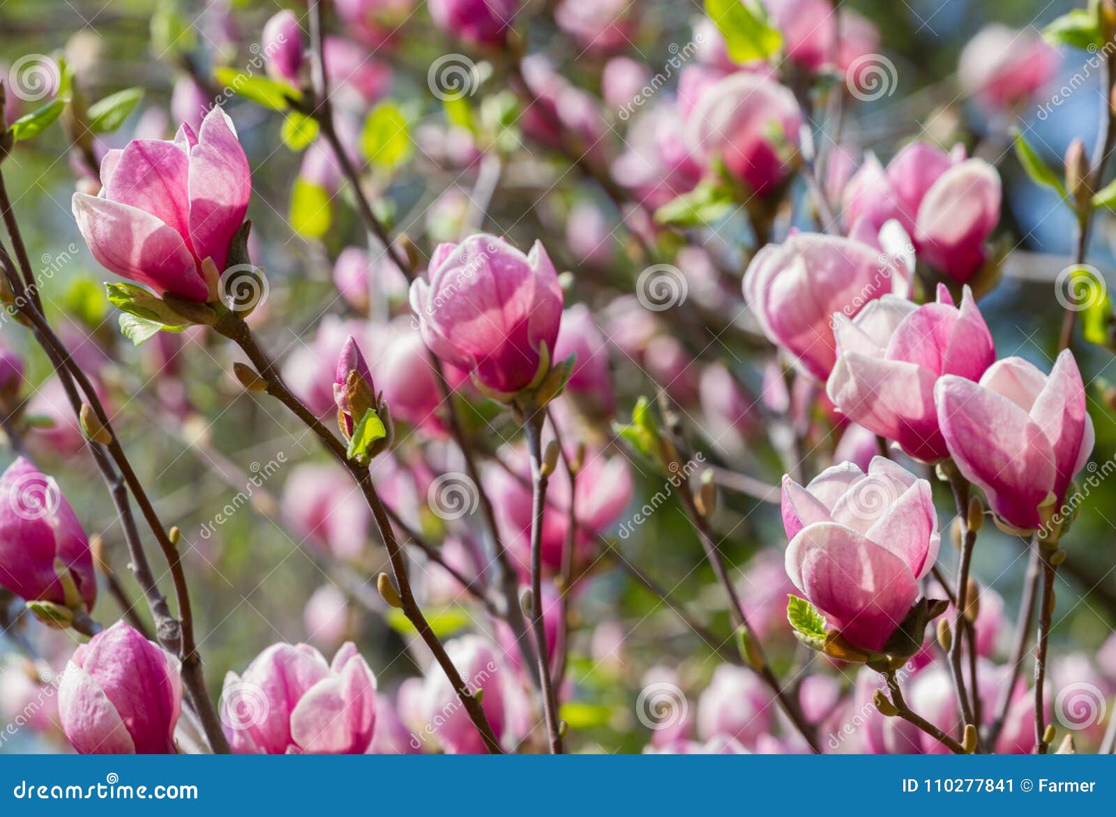Red magnolia flowers stock image. Image of season, beautiful - 110277841