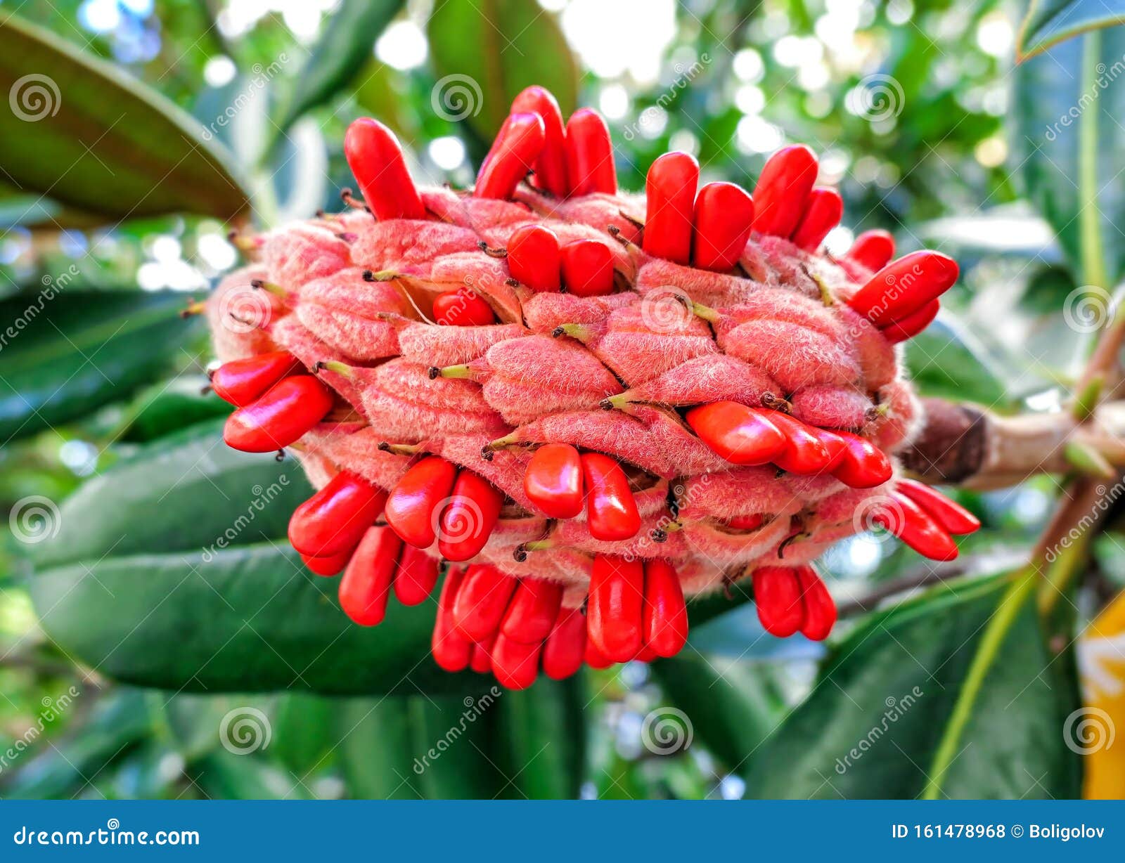 Red Magnolia Fruit Close Up Stock Photo - Image of environment ...