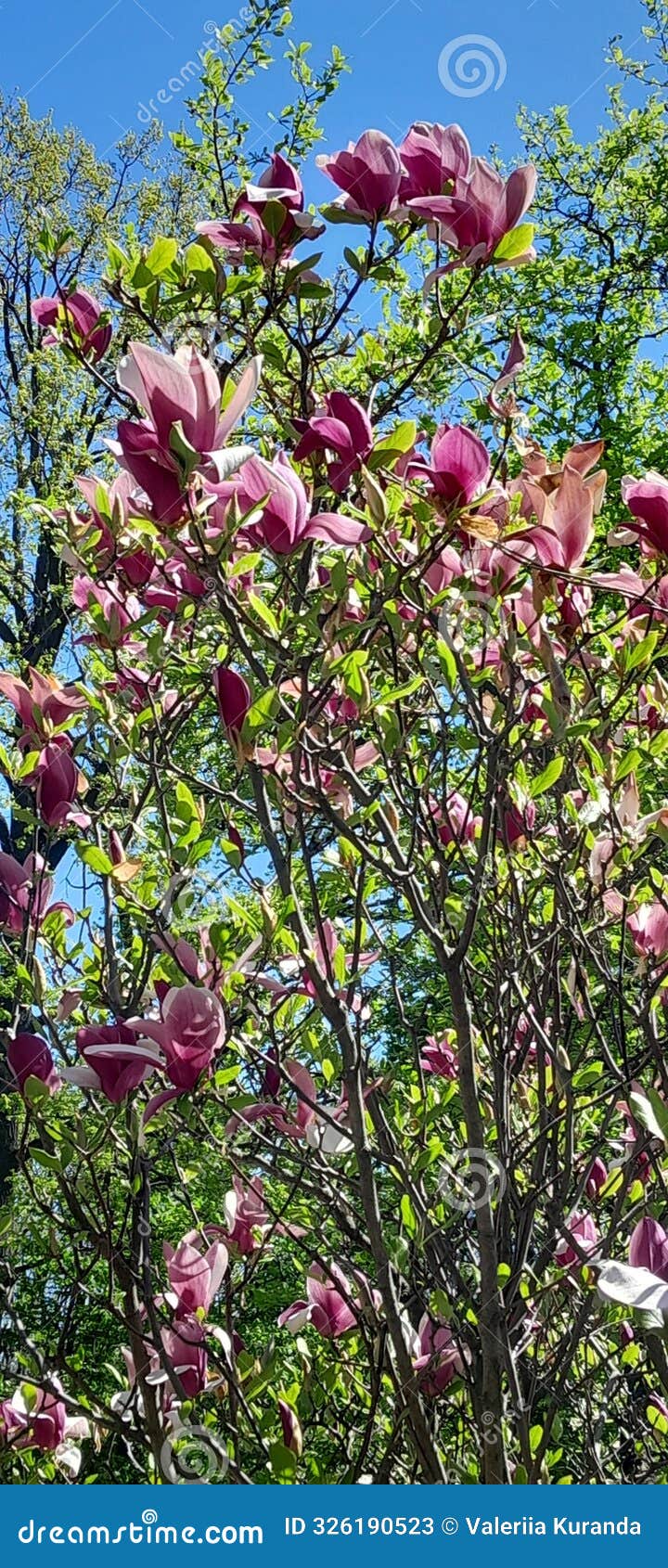 Red Magnolia Growing in the Garden , Very Nice Blooming Stock Image ...
