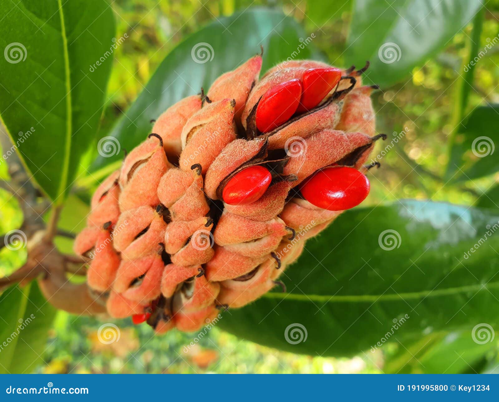 Red Magnolia seeds stock photo. Image of virginiana - 191995800