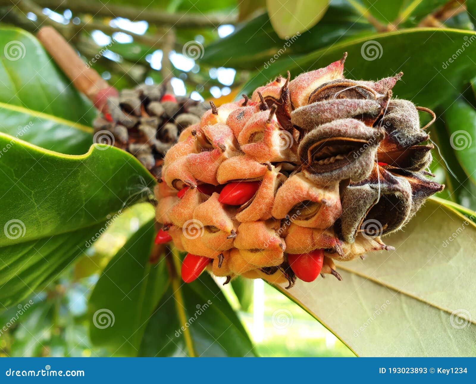 Red Magnolia seeds stock image. Image of tree, forest - 193023893