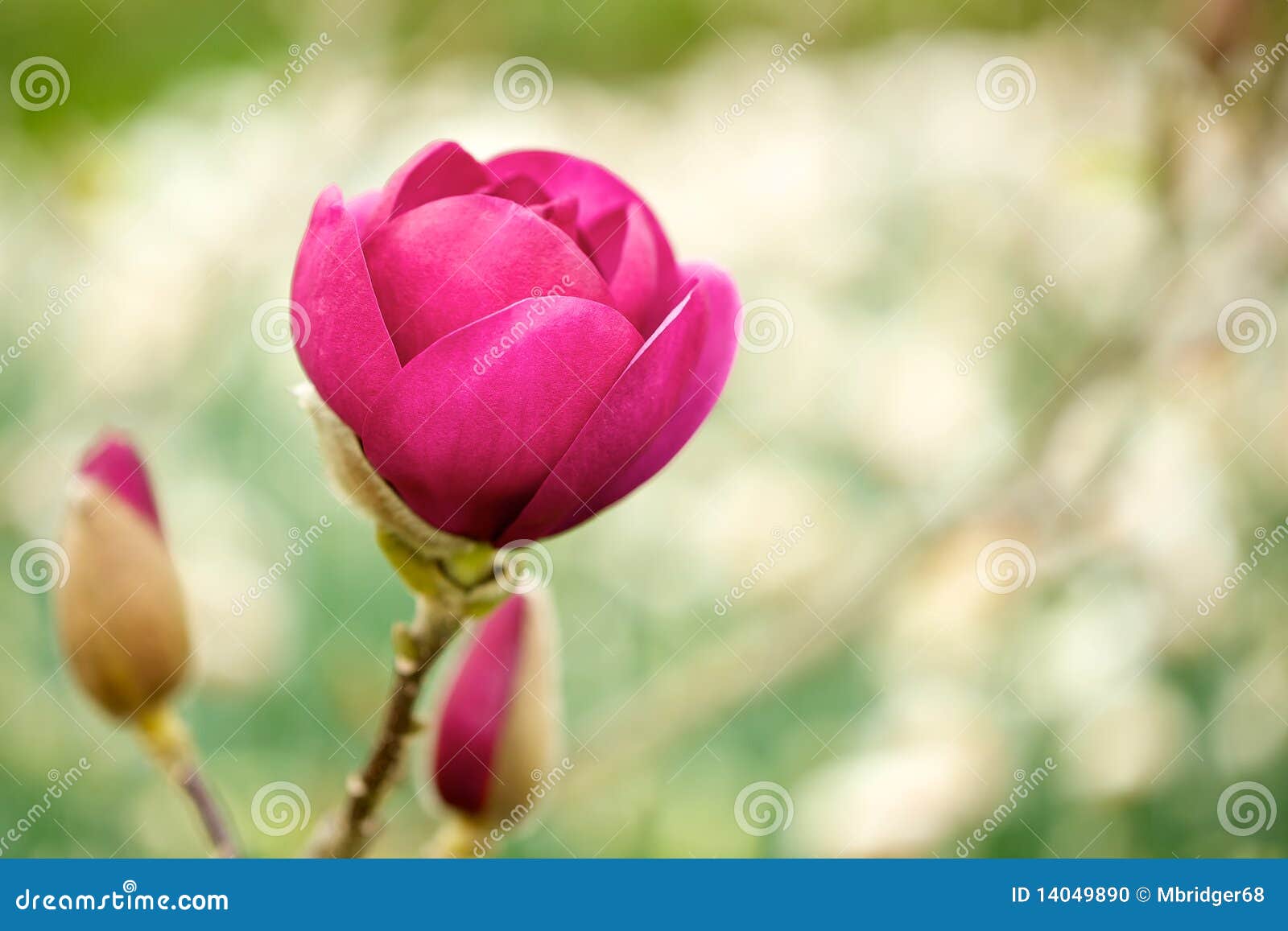 Red Magnolia in Spring stock photo. Image of branch, beautiful - 14049890