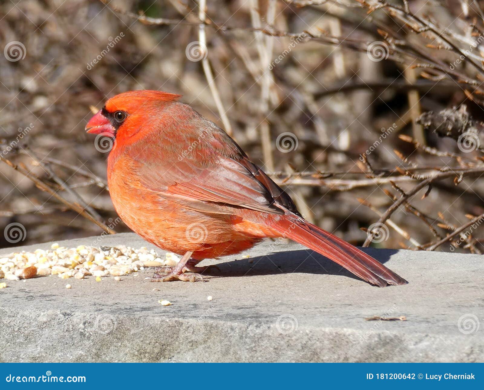 Cardinal Bird stock photo. Image of animal, seeds, wildlife - 181200642