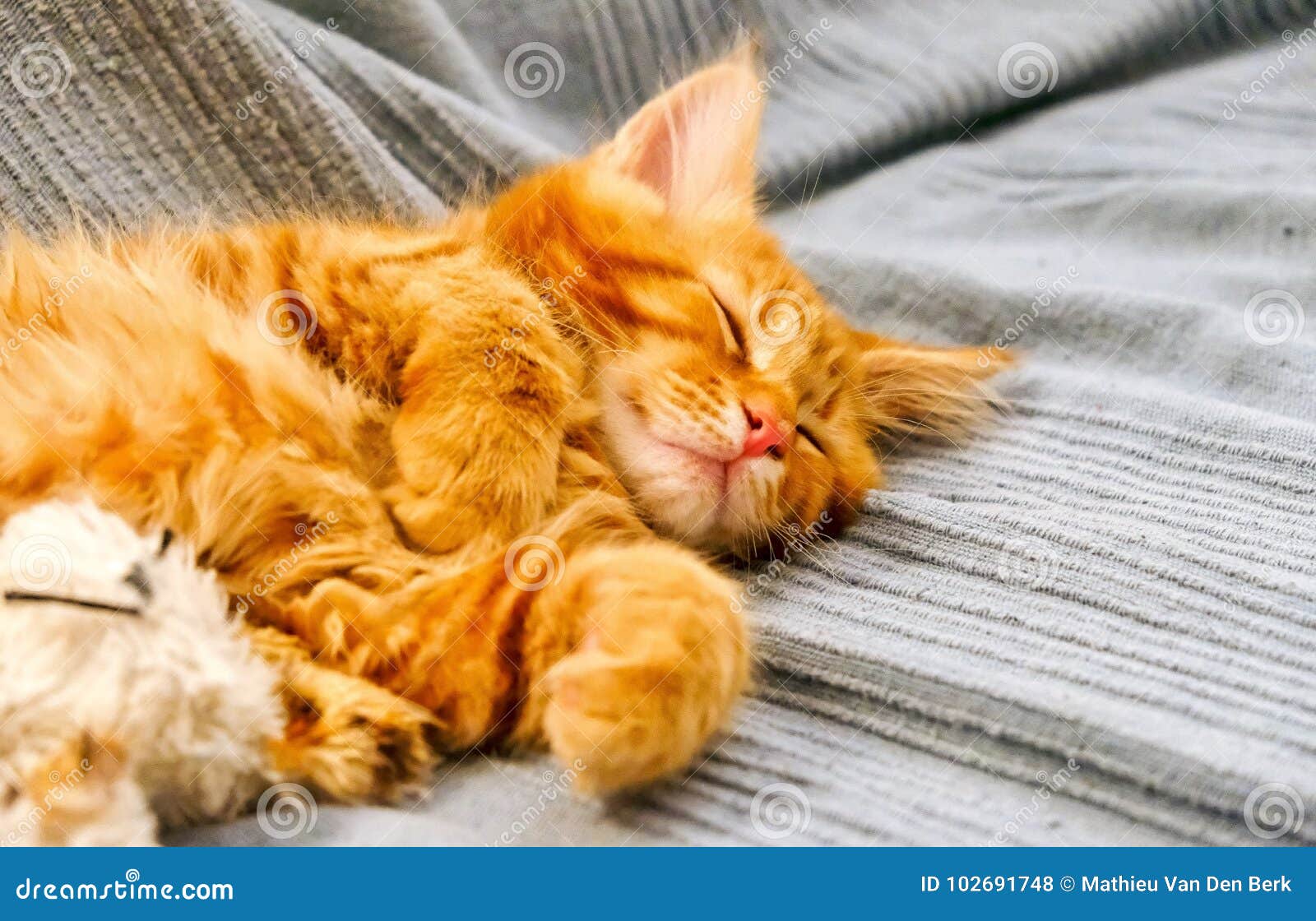 Red Main Coon kitten stock photo. Image of mammal, close - 102691748