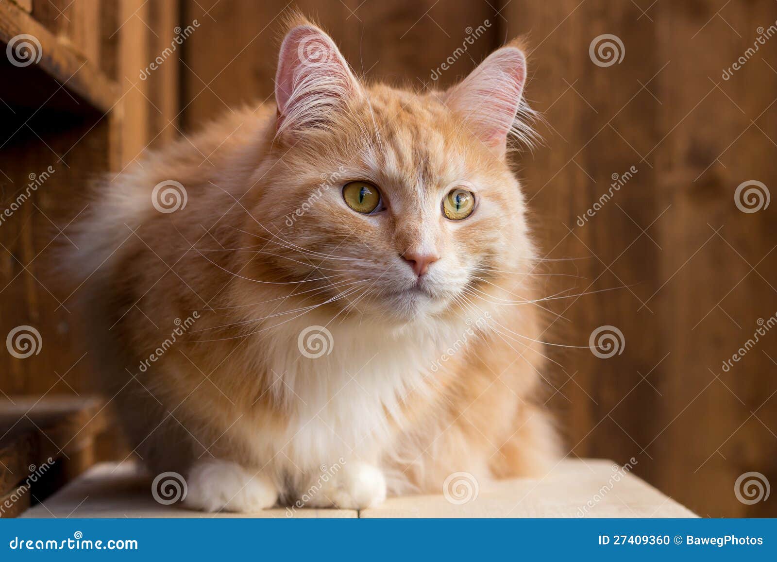 Red Maine Coon cat stock photo. Image of long, mane, maincoon - 27409360