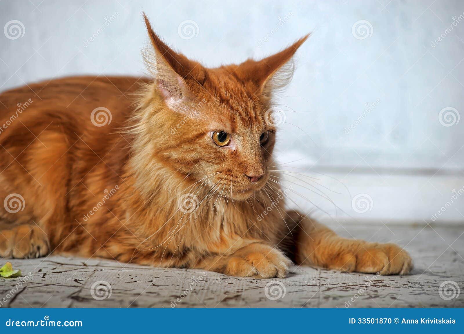 Red Maine Coon cat stock photo. Image of active, feline - 33501870