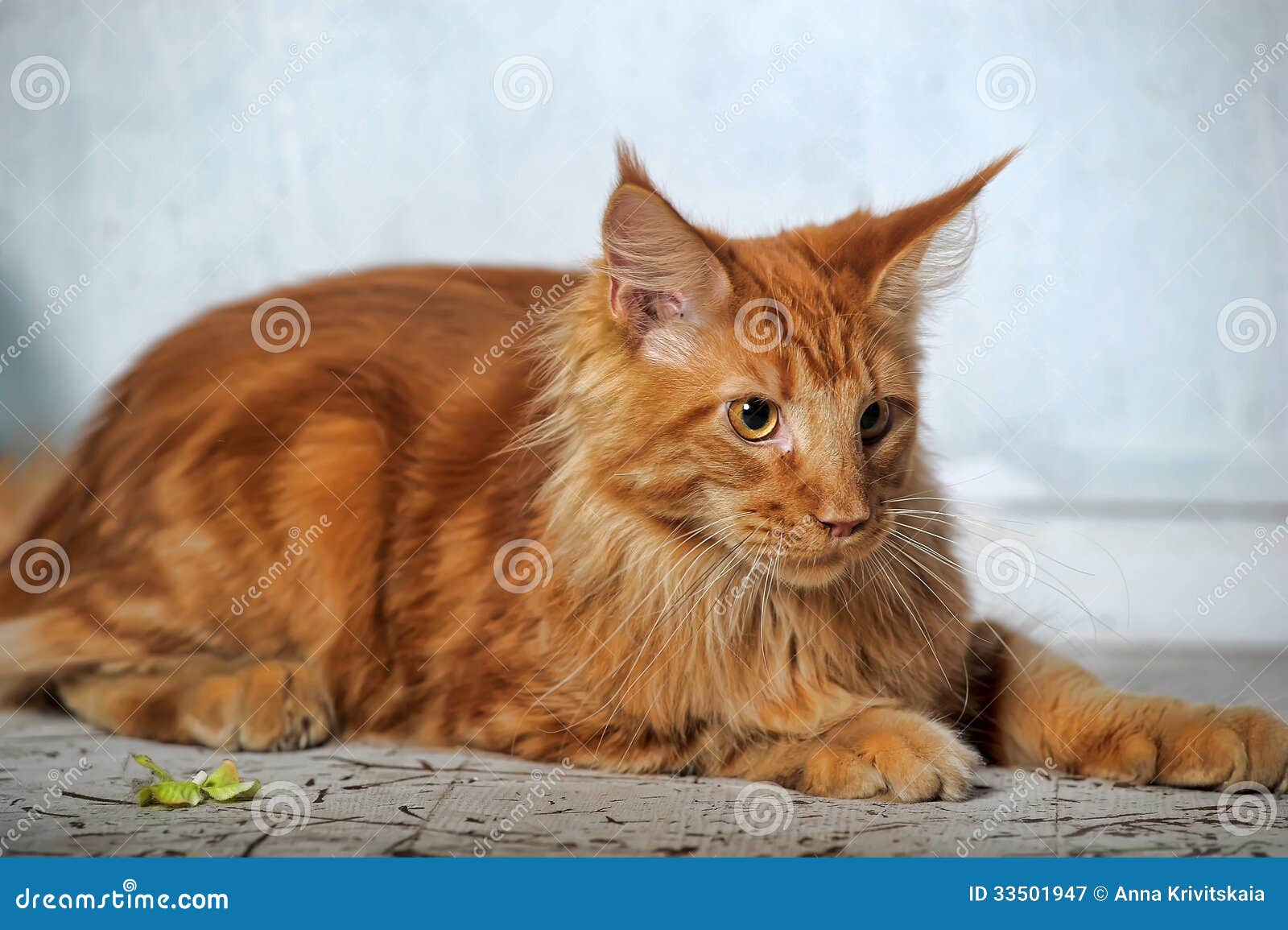 Red Maine Coon cat stock image. Image of fauna, curious - 33501947