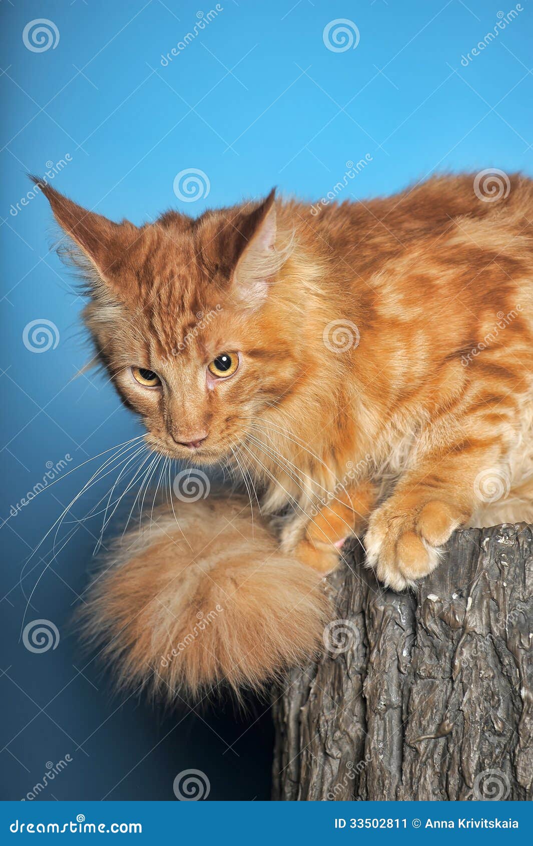 Red Maine Coon cat stock image. Image of ears, furry - 33502811