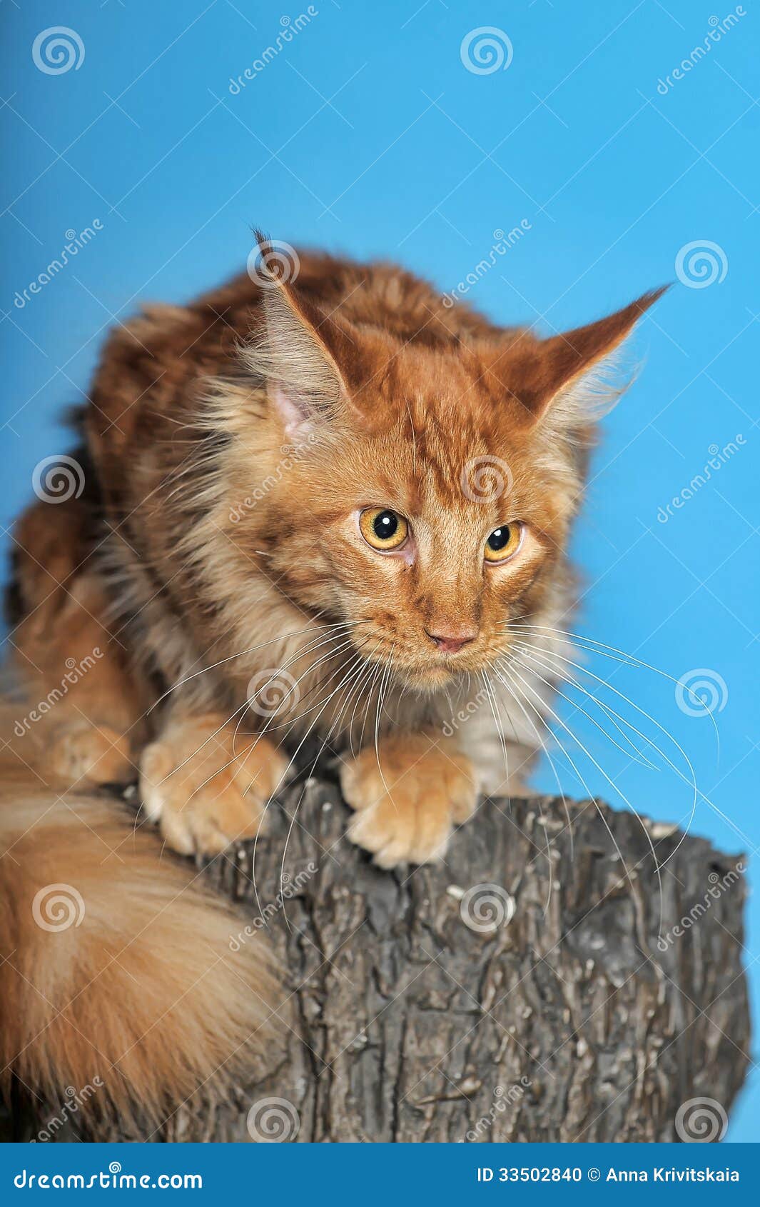 Red Maine Coon cat stock photo. Image of feline, hair - 33502840