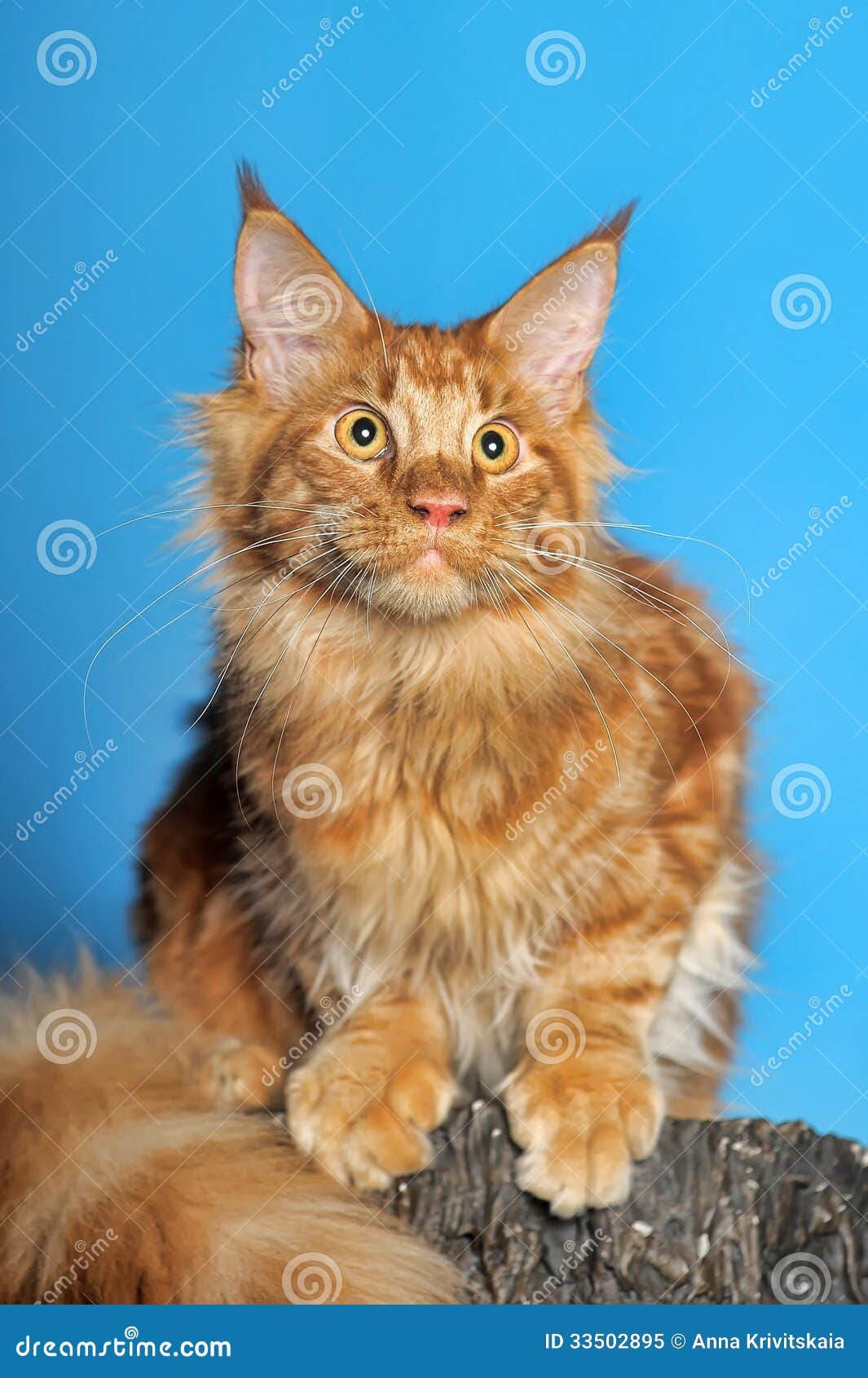 Red Maine Coon cat stock image. Image of feline, buff - 33502895