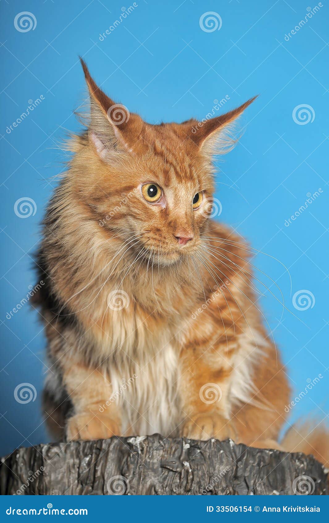 Red Maine Coon cat stock photo. Image of active, american - 33506154