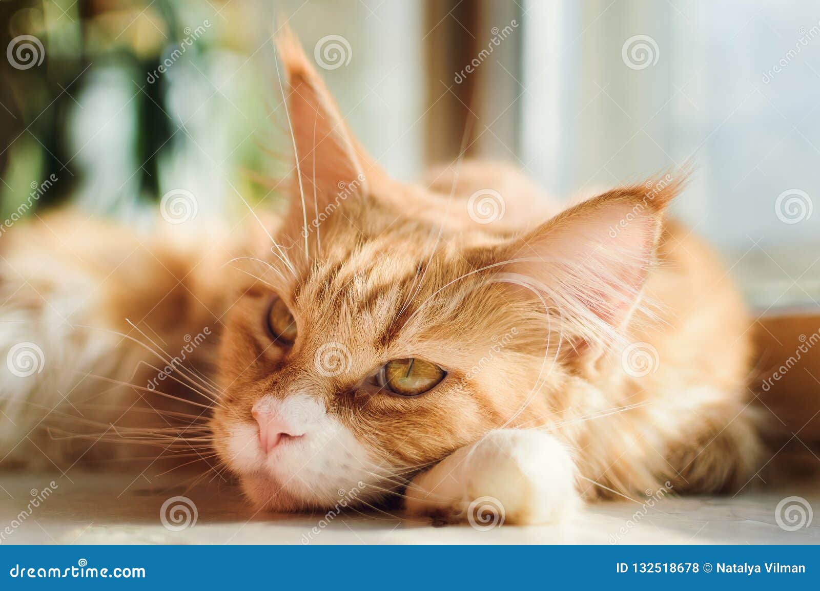 Red Maine Coon cat stock photo. Image of eyes, kitten - 132518678