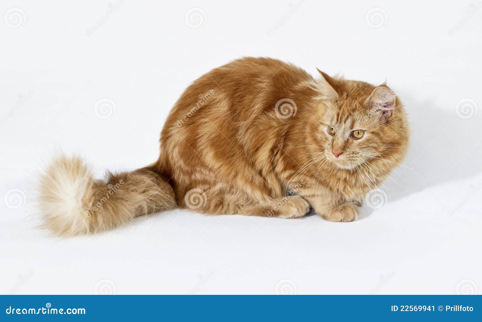 Red Maine Coon kitten stock image. Image of kitten, copy - 22569941