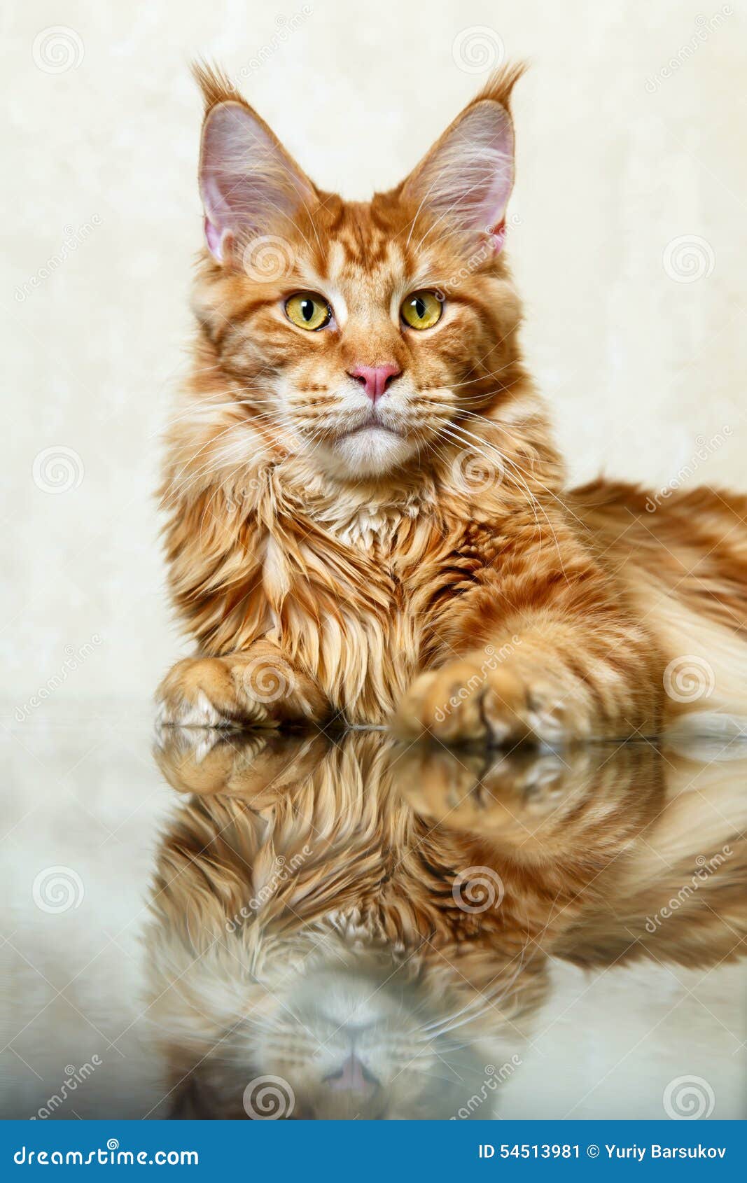 Red Maine Coon Kitten Posing on Mirror Reflection Fox Stock Image ...