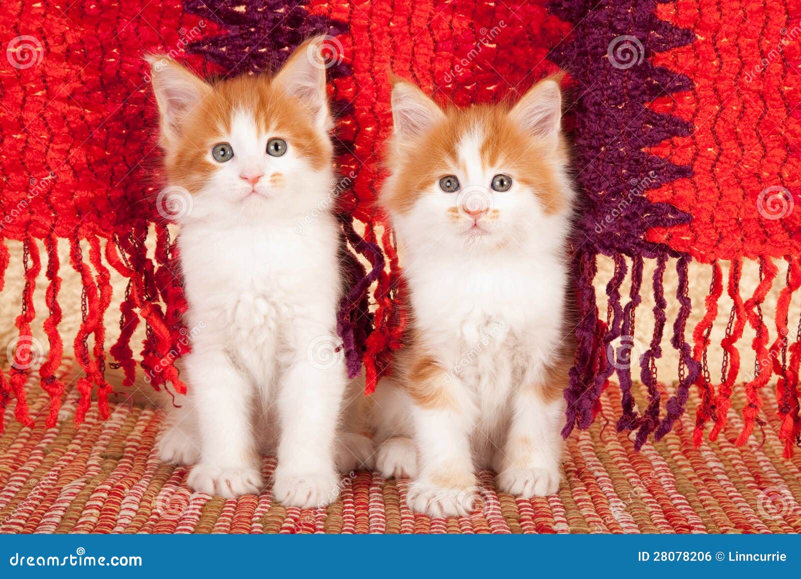Red maine coon kittens stock photo. Image of blanket - 28078206