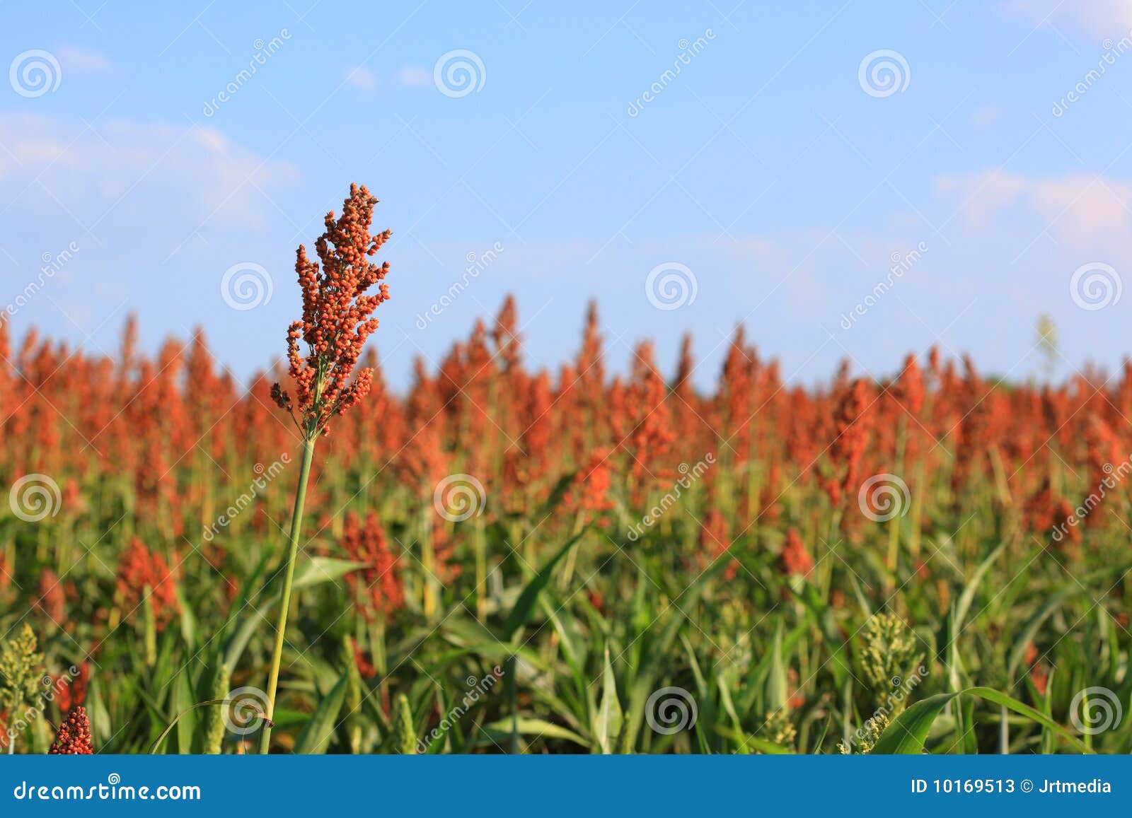 Red Maize stock image. Image of plants, maize, clouds - 10169513