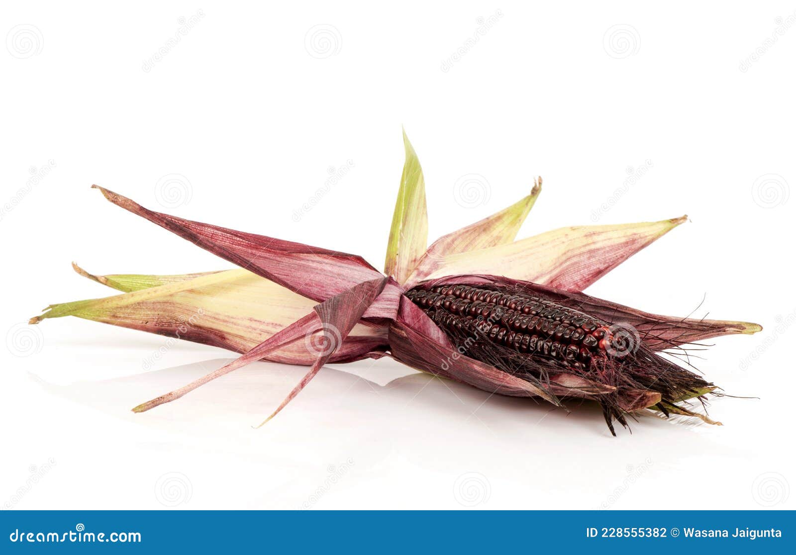 Red Maize or Corn Fruits and Seeds Isolated on White Surface Stock ...