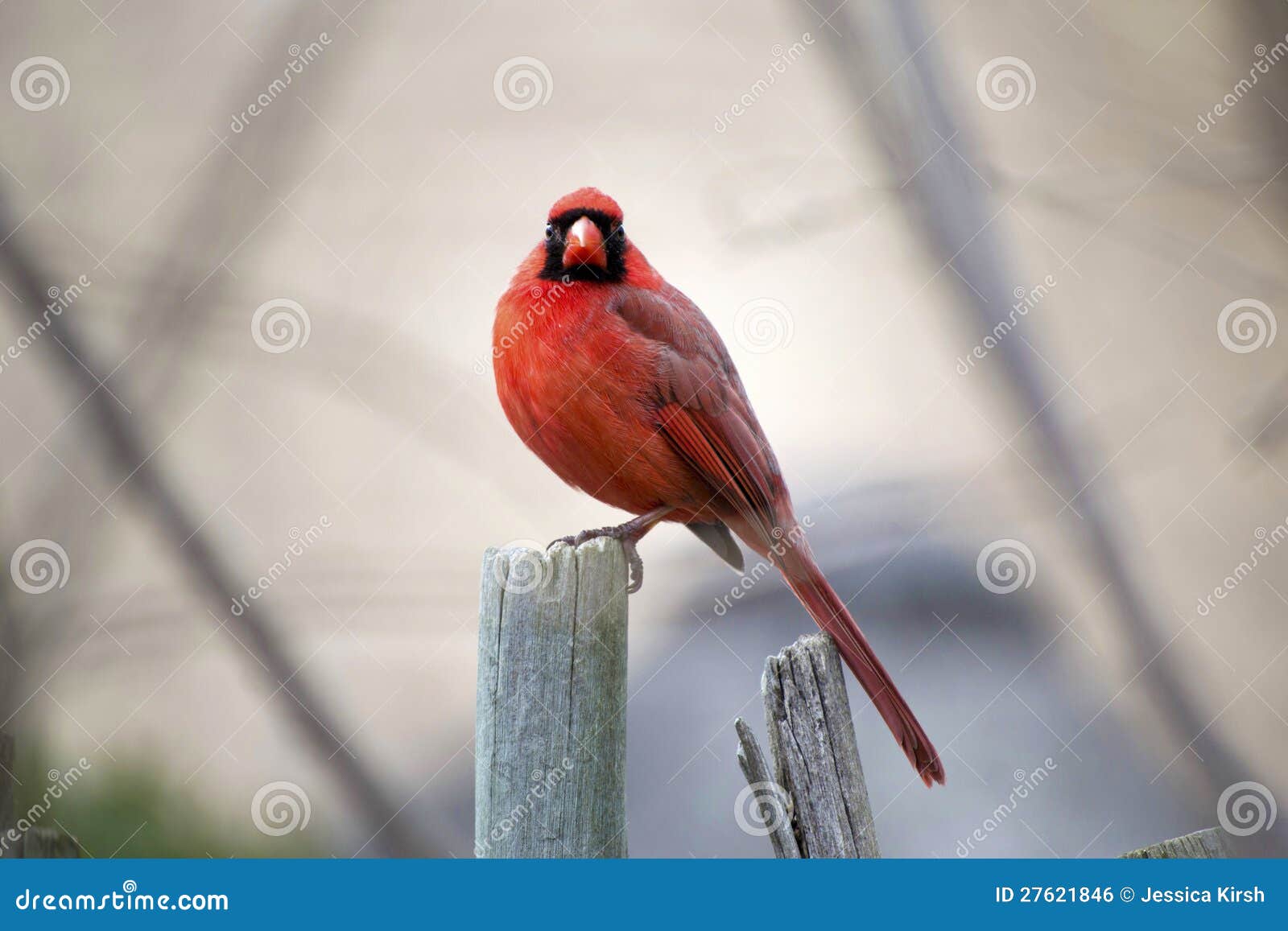Red Male Cardinal stock photo. Image of chirp, bright - 27621846