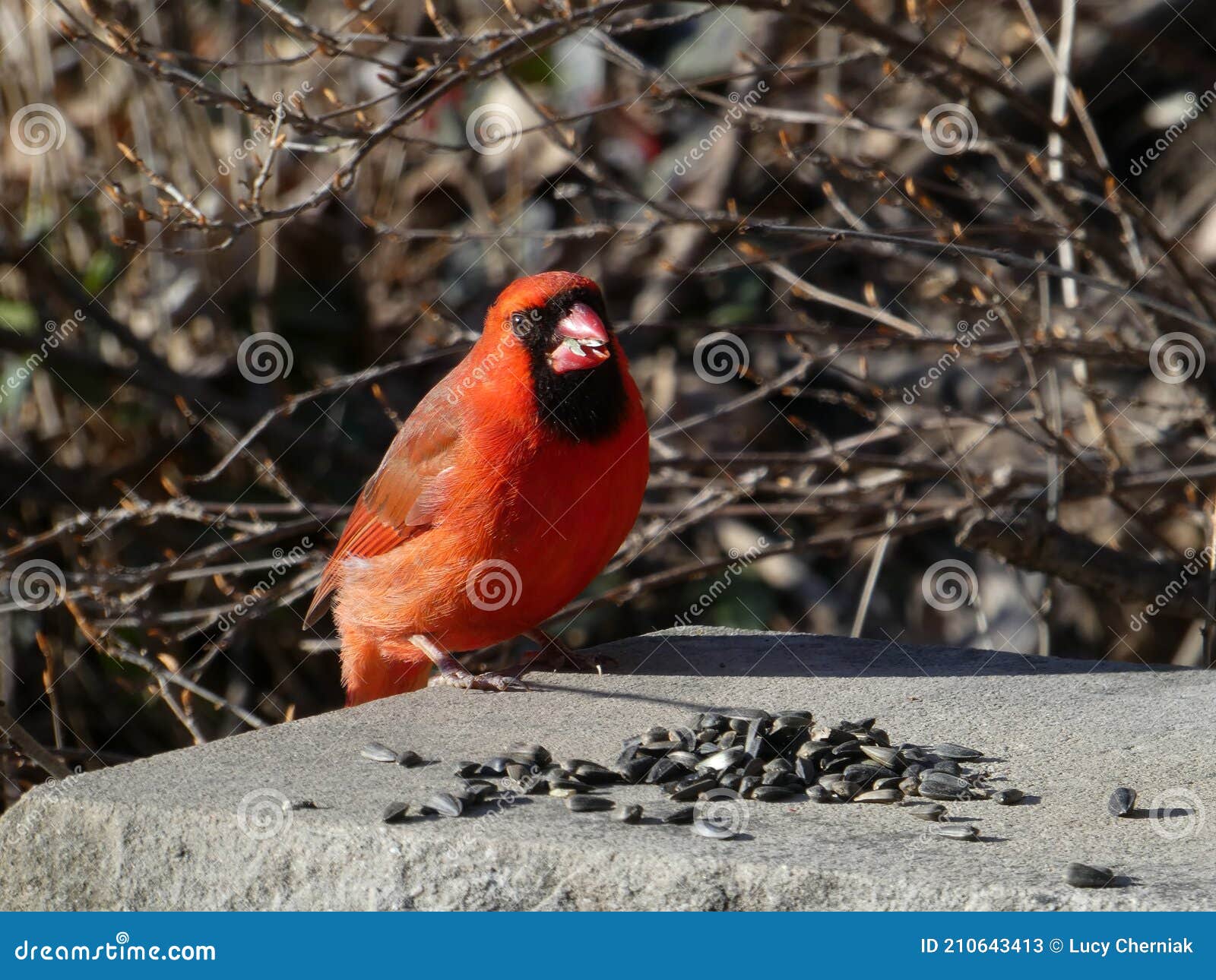 Red male cardinal bird stock image. Image of sedd, animal - 210643413