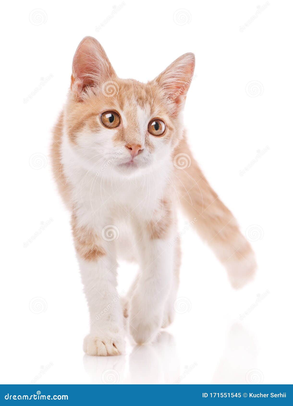 Red Male Cat, Walking Towards Camera. Isolated Stock Image - Image of ...