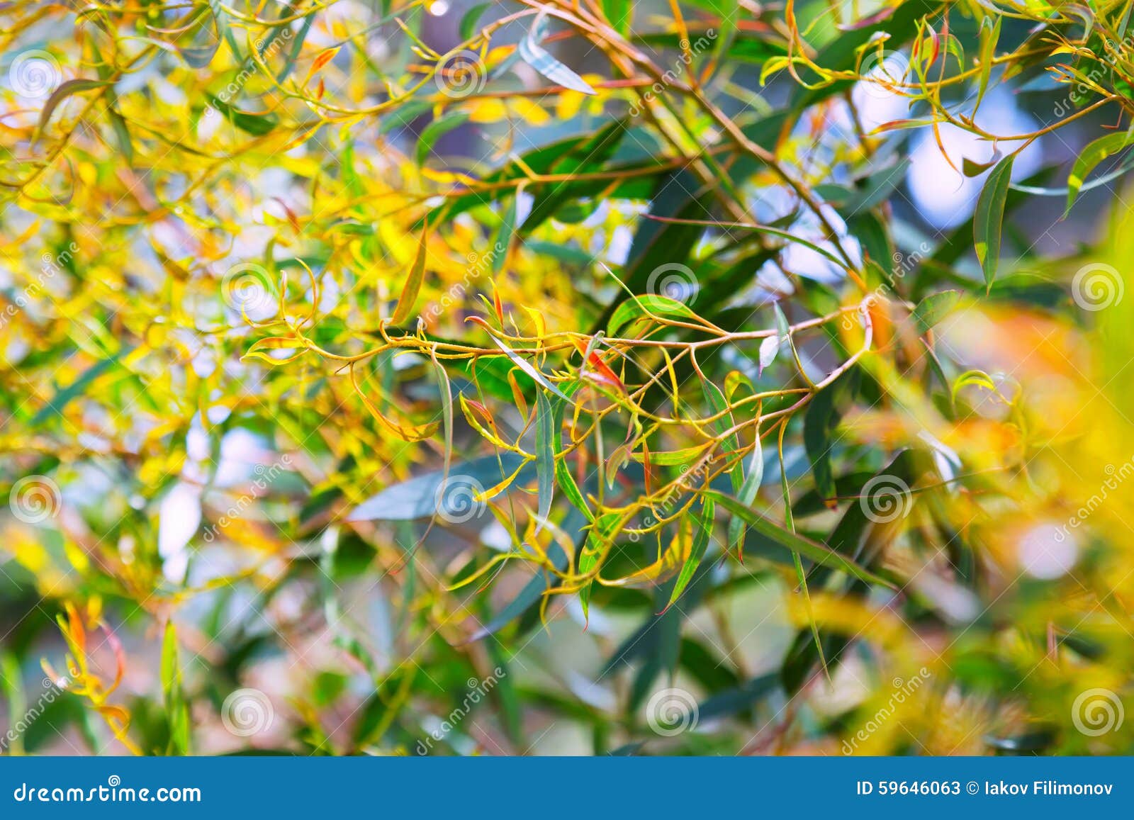 Red mallee plant stock image. Image of garden, gumtree - 59646063