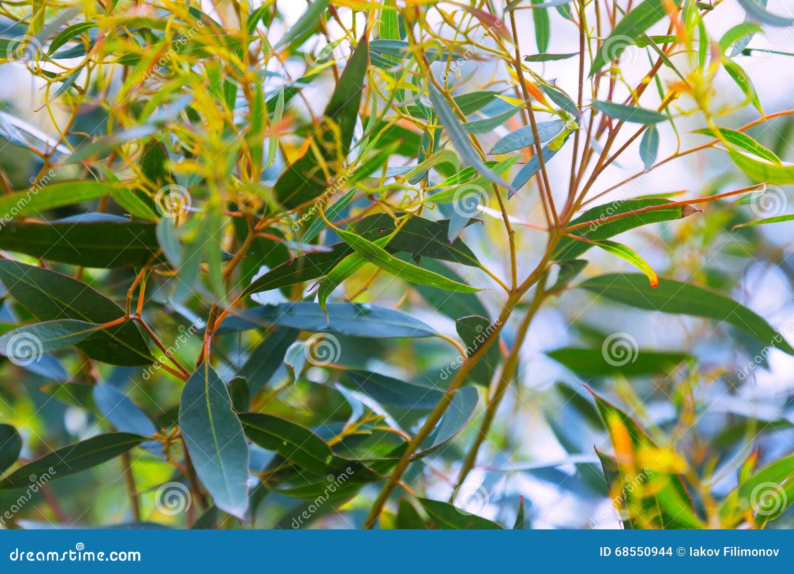 Red Mallee Plant (Eucalyptus Oleosa) Stock Photo - Image of habit ...