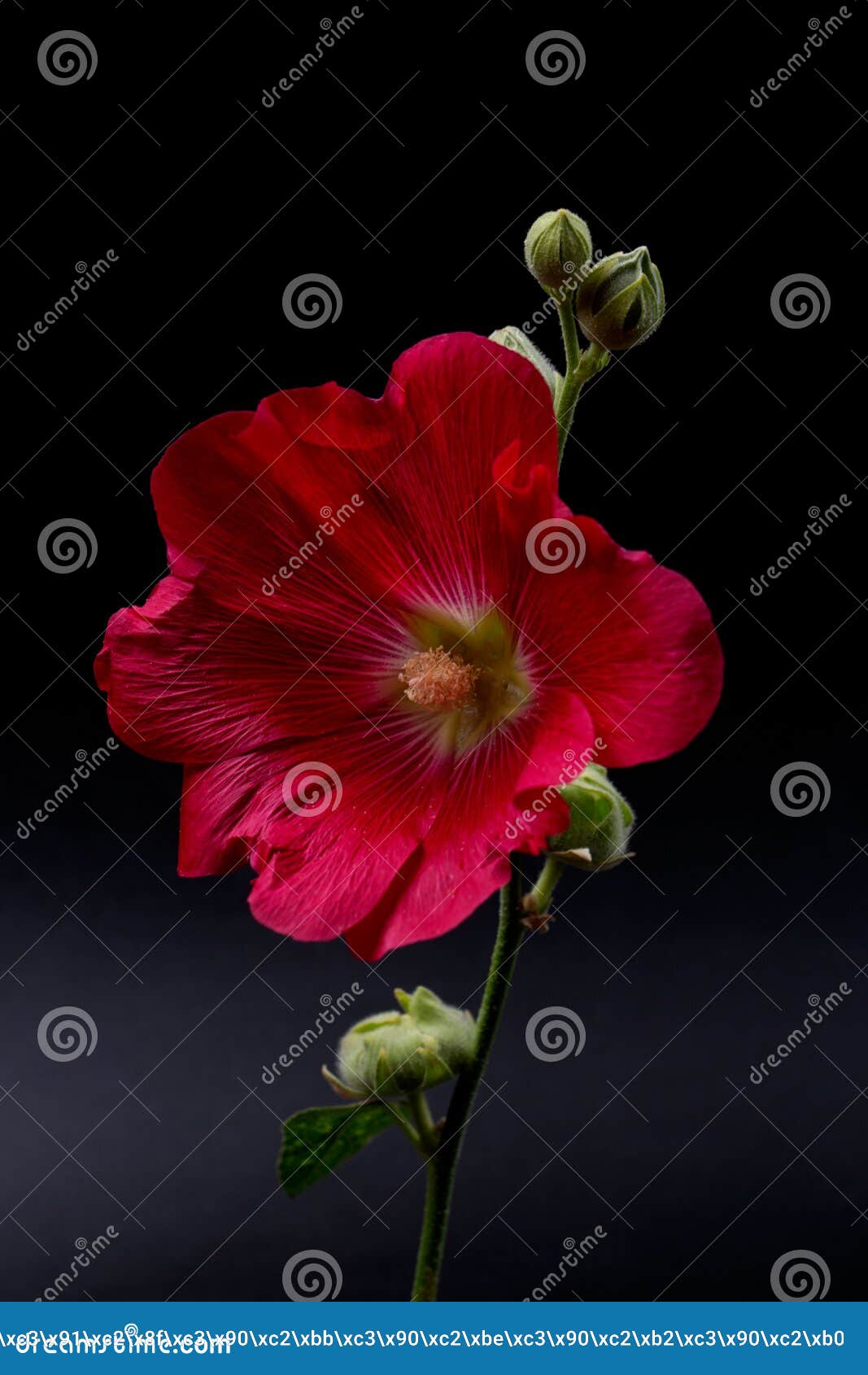 Red Mallow Flower Close-up, Isolated on a Black Background Stock Photo ...