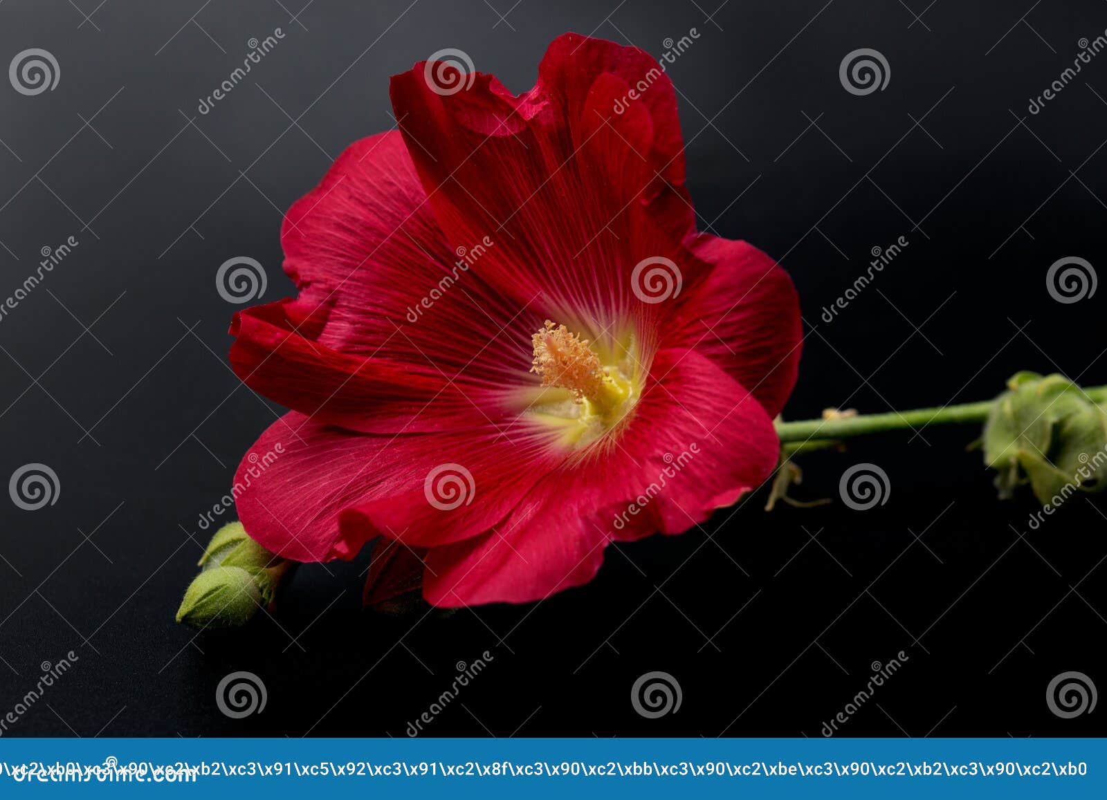 Red Mallow Flower Close-up, Isolated on a Black Background Stock Photo ...