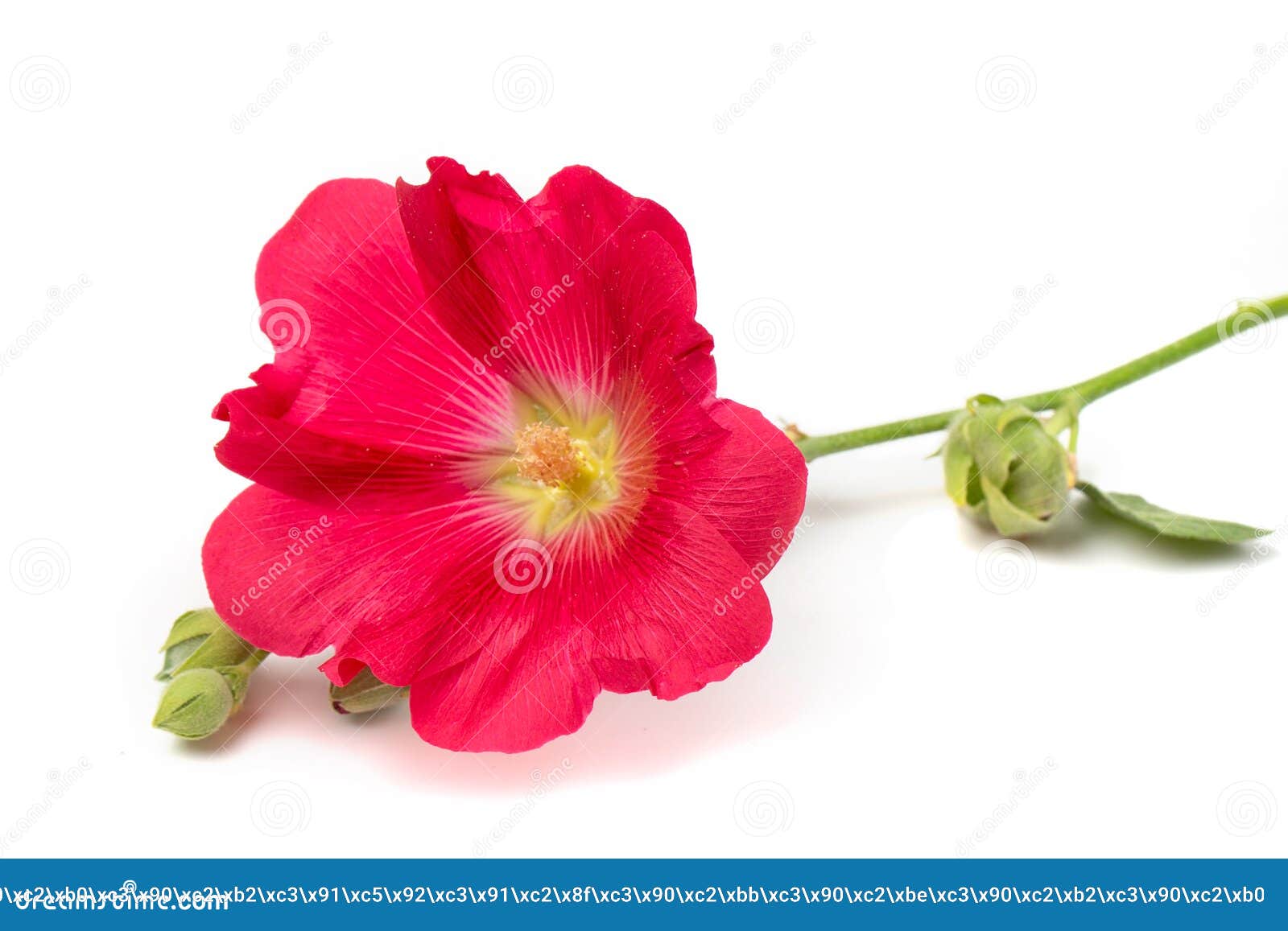 Red Mallow Flower Close-up, Isolated on a White Background Stock Image ...