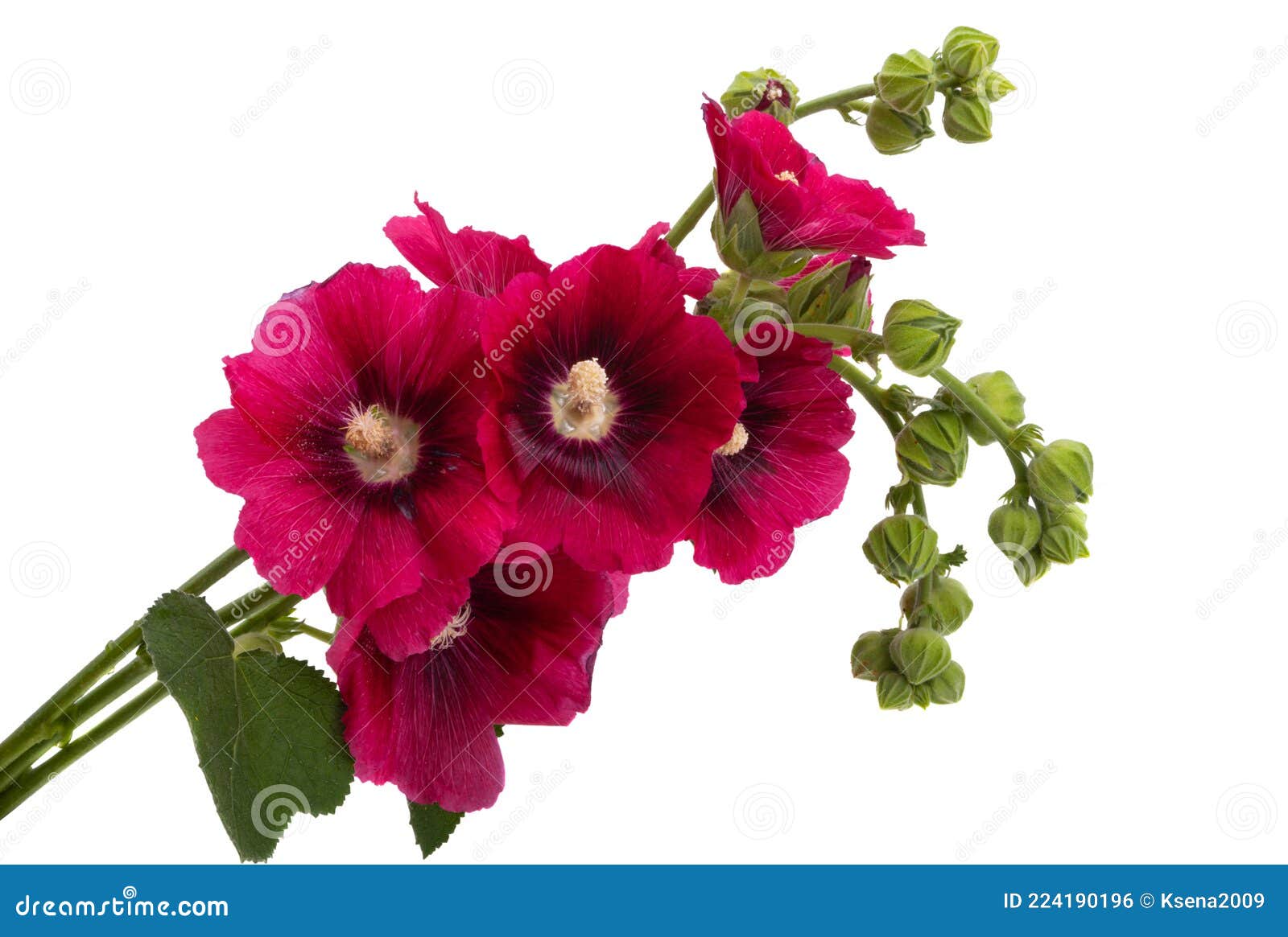 Red mallow flower isolated stock photo. Image of flower - 224190196