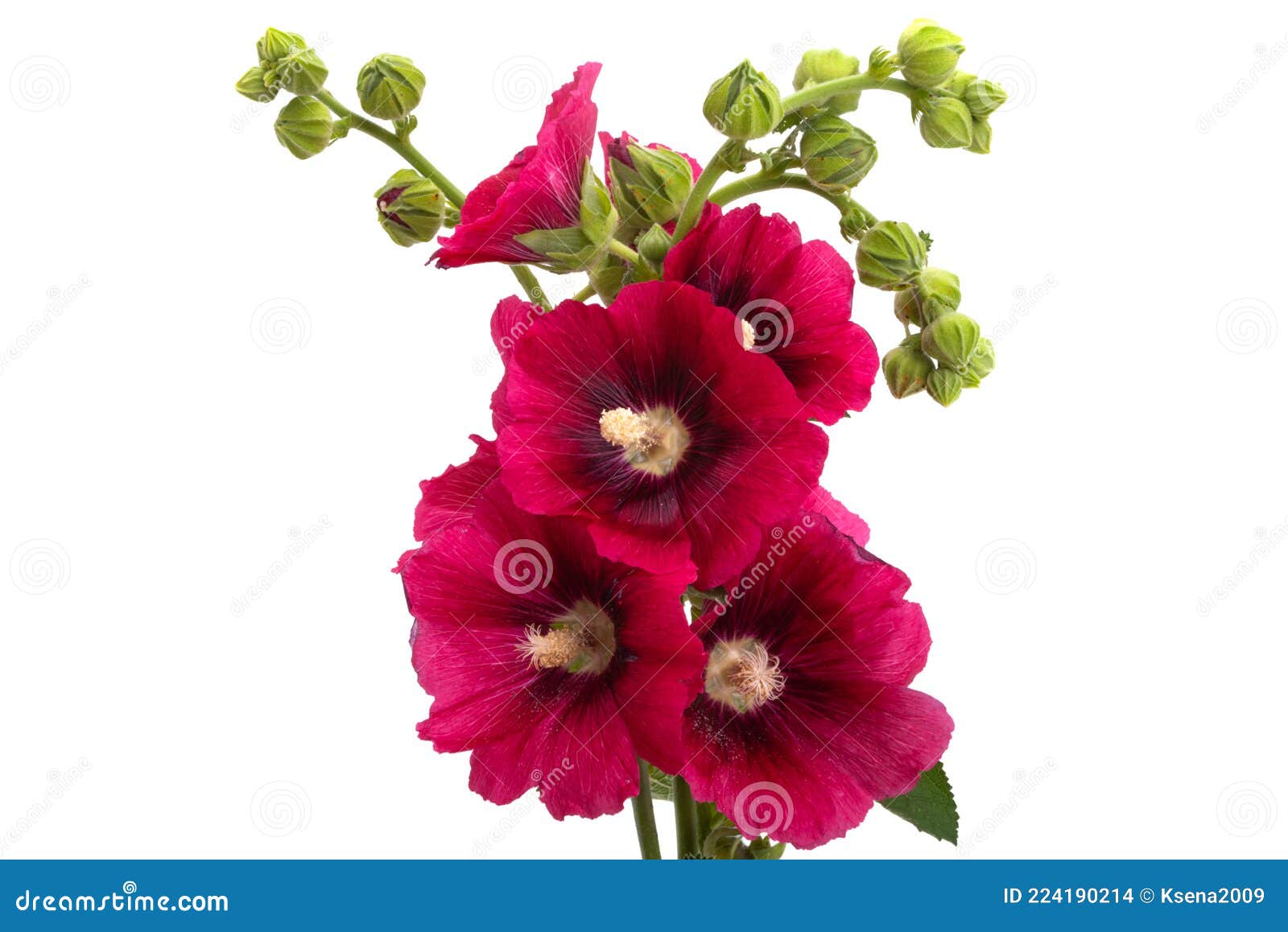 Red mallow flower isolated stock photo. Image of mallow - 224190214